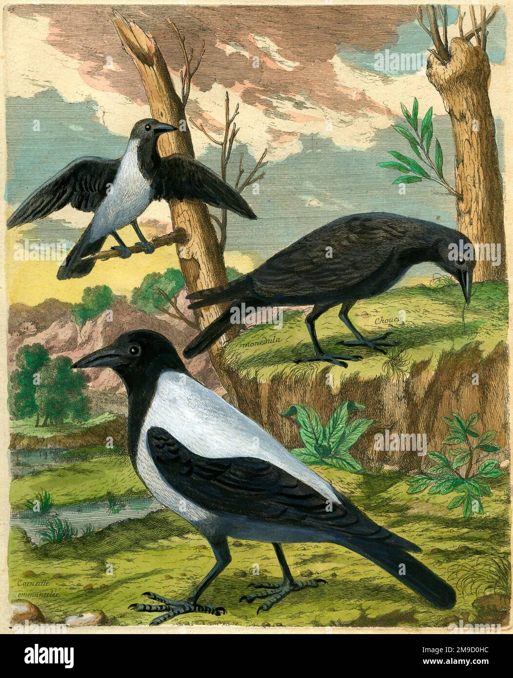 He crow hi-res stock photography and images - Alamy