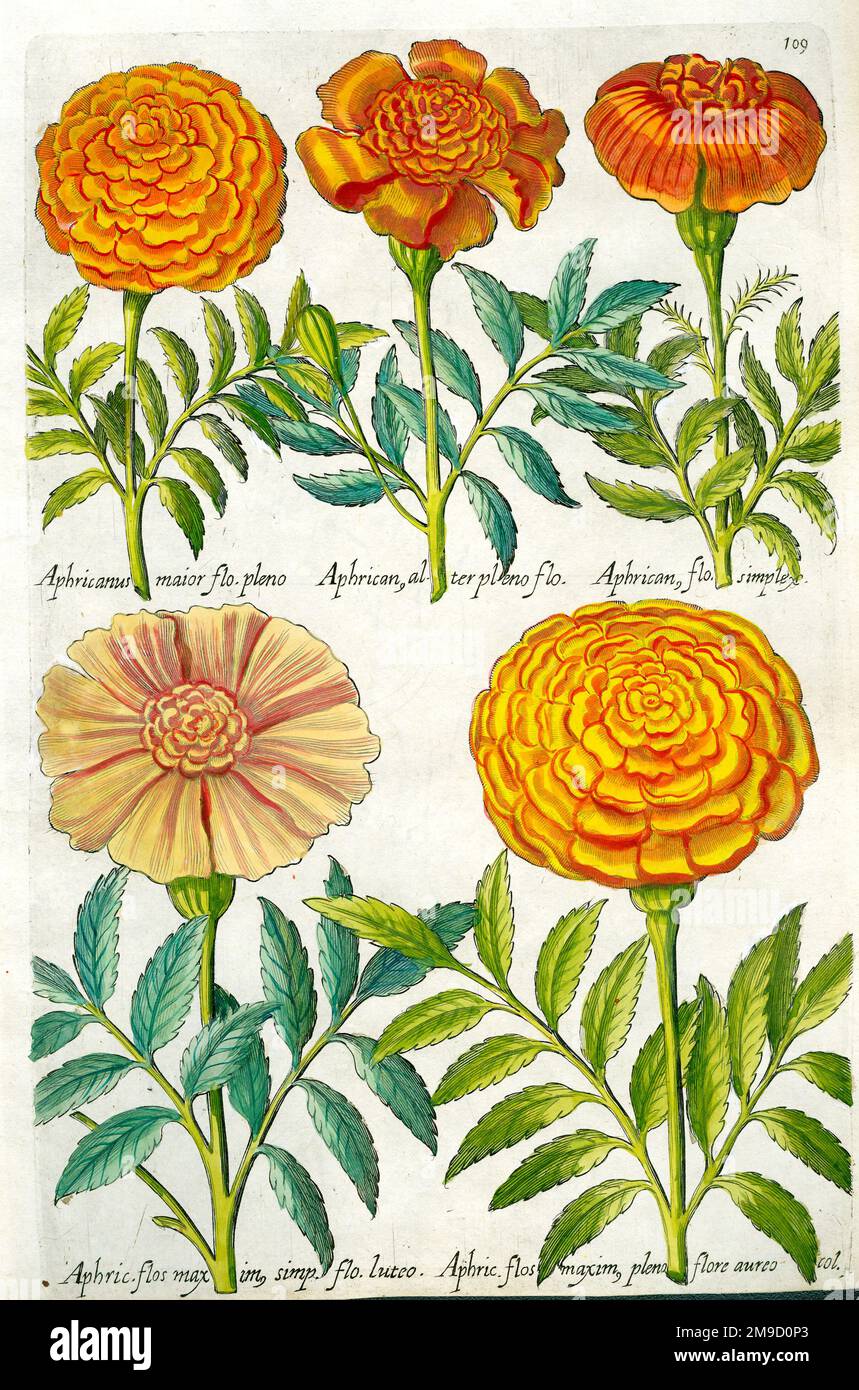 African marigolds hi-res stock photography and images - Alamy