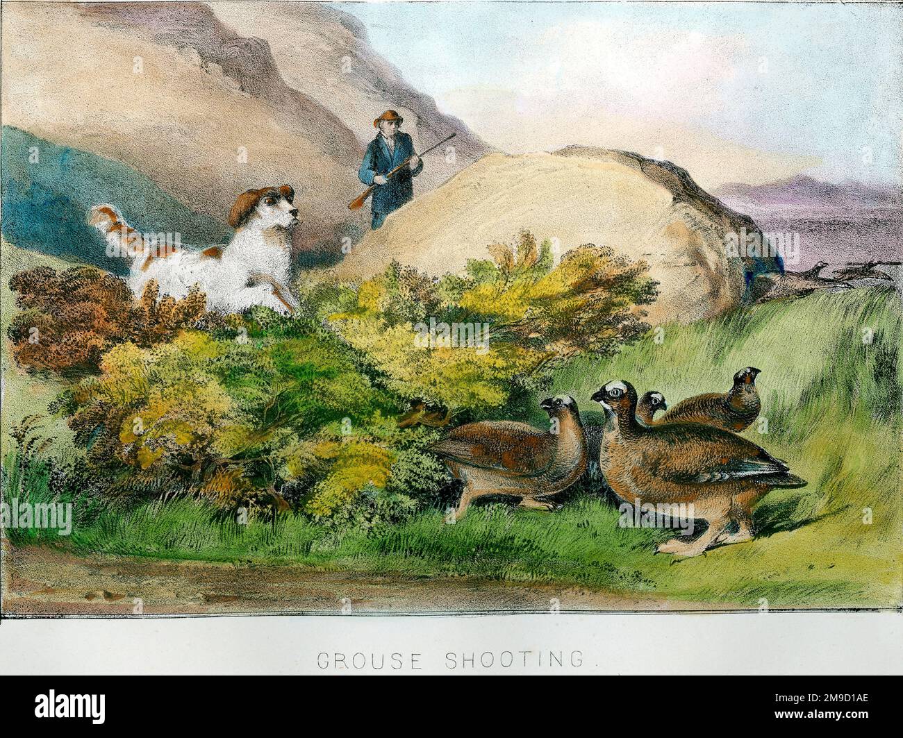 Dogs - Grouse Shooting Stock Photo - Alamy