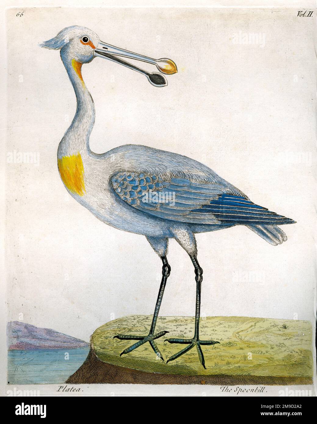 Birds - Spoonbill - Platea Stock Photo - Alamy