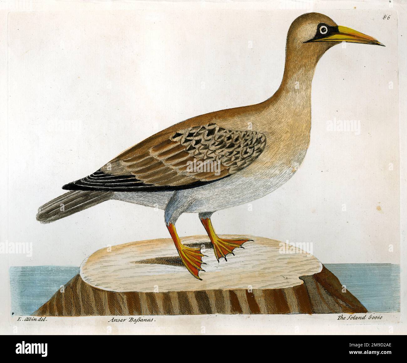 Soland goose hi-res stock photography and images - Alamy