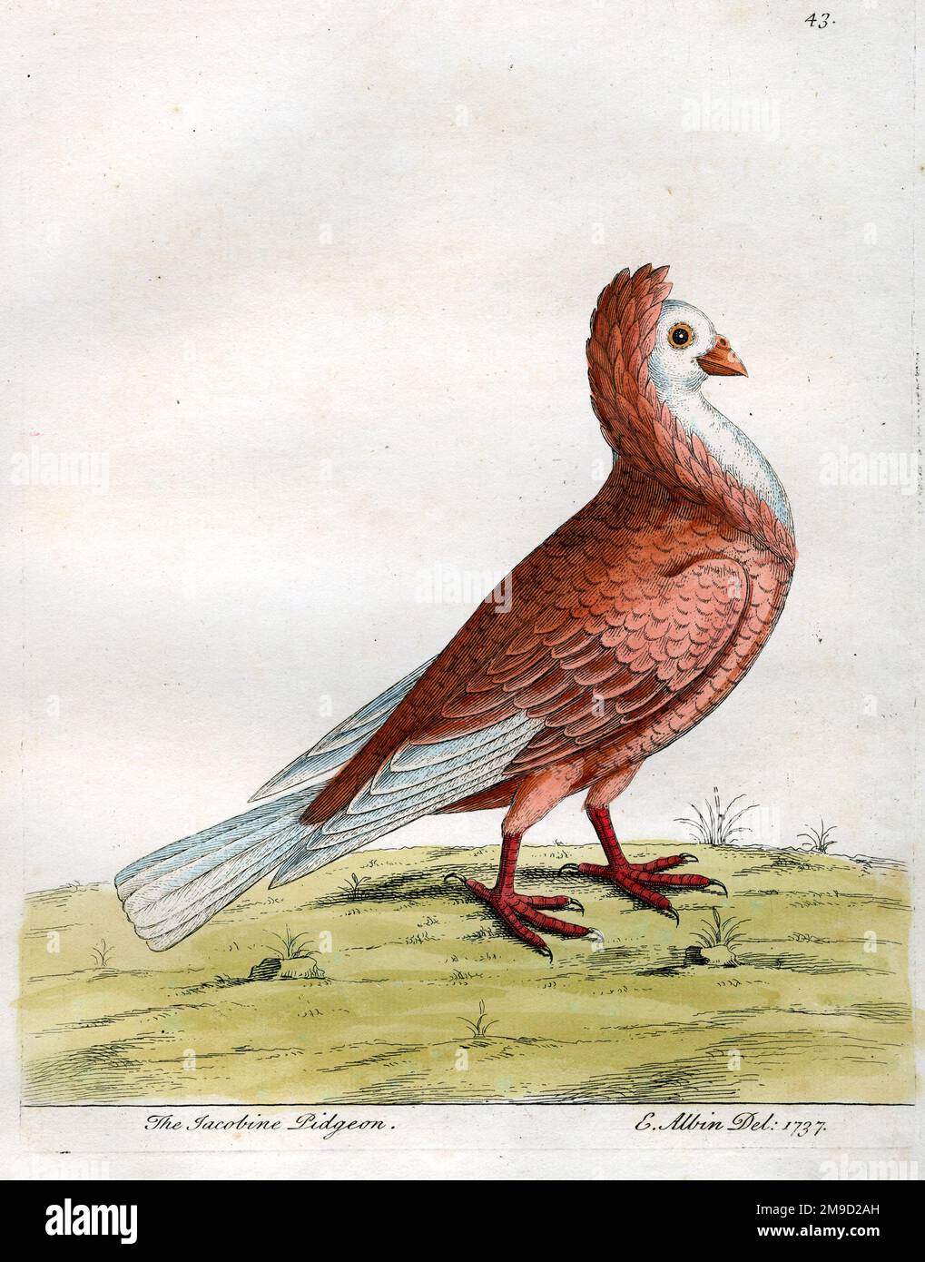 Birds - Jacobine Pidgeon Stock Photo - Alamy