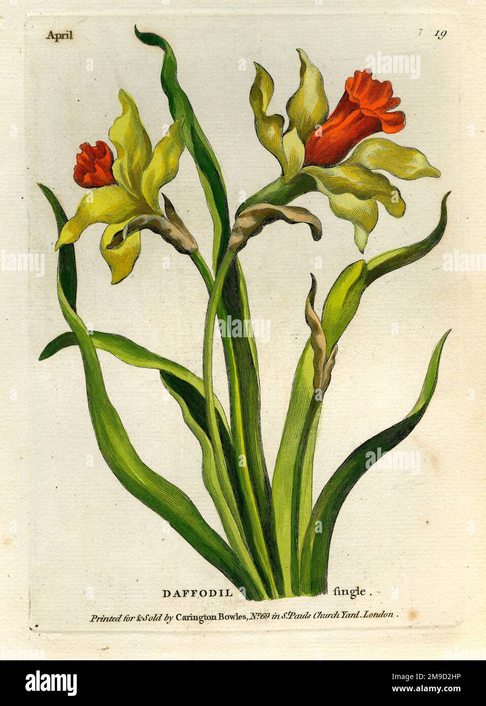 Historical daffodil hi-res stock photography and images - Alamy
