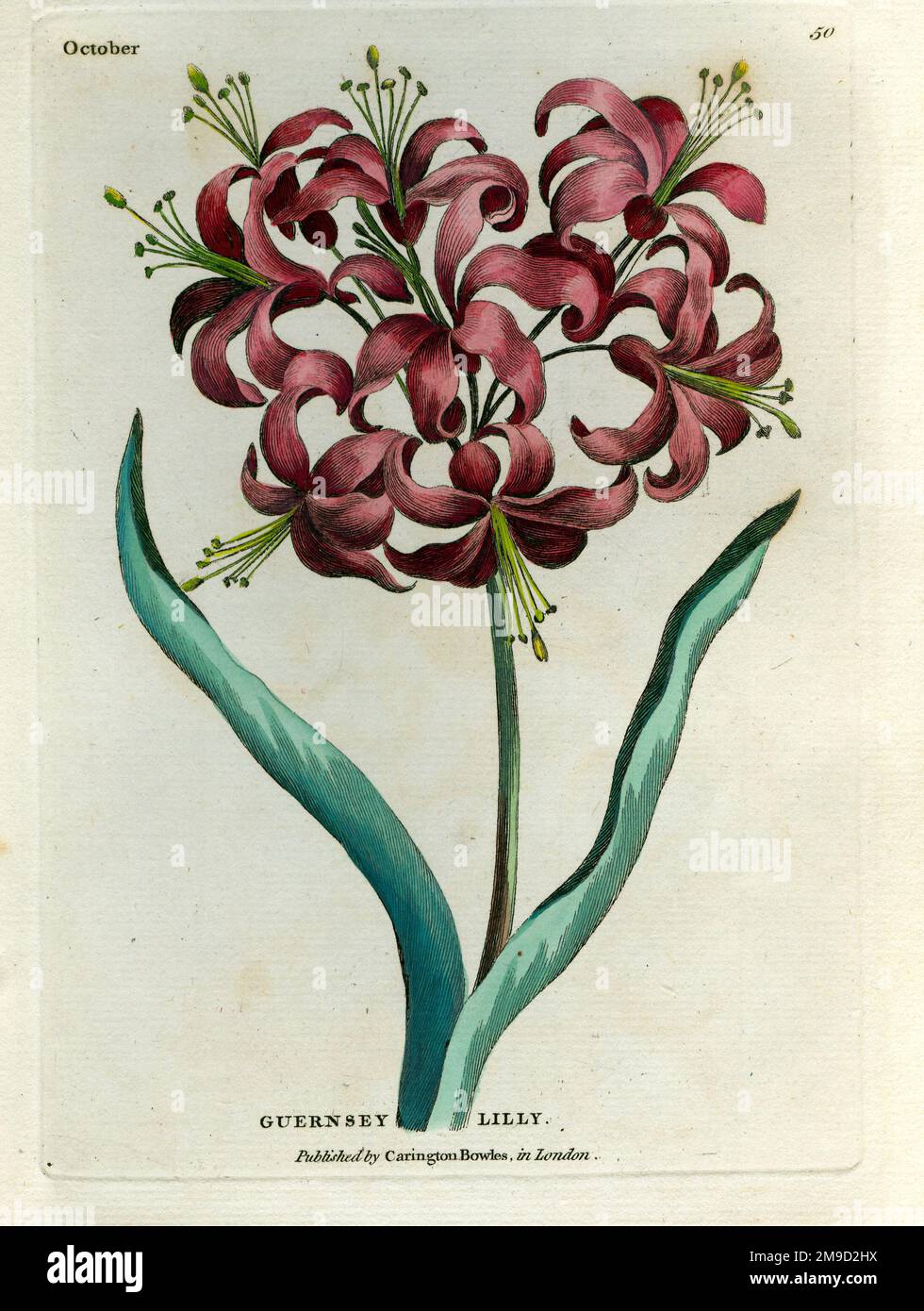 Guernsey Lily - October Stock Photo - Alamy