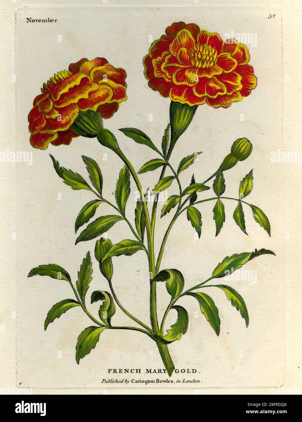 French Marigold - November Stock Photo - Alamy