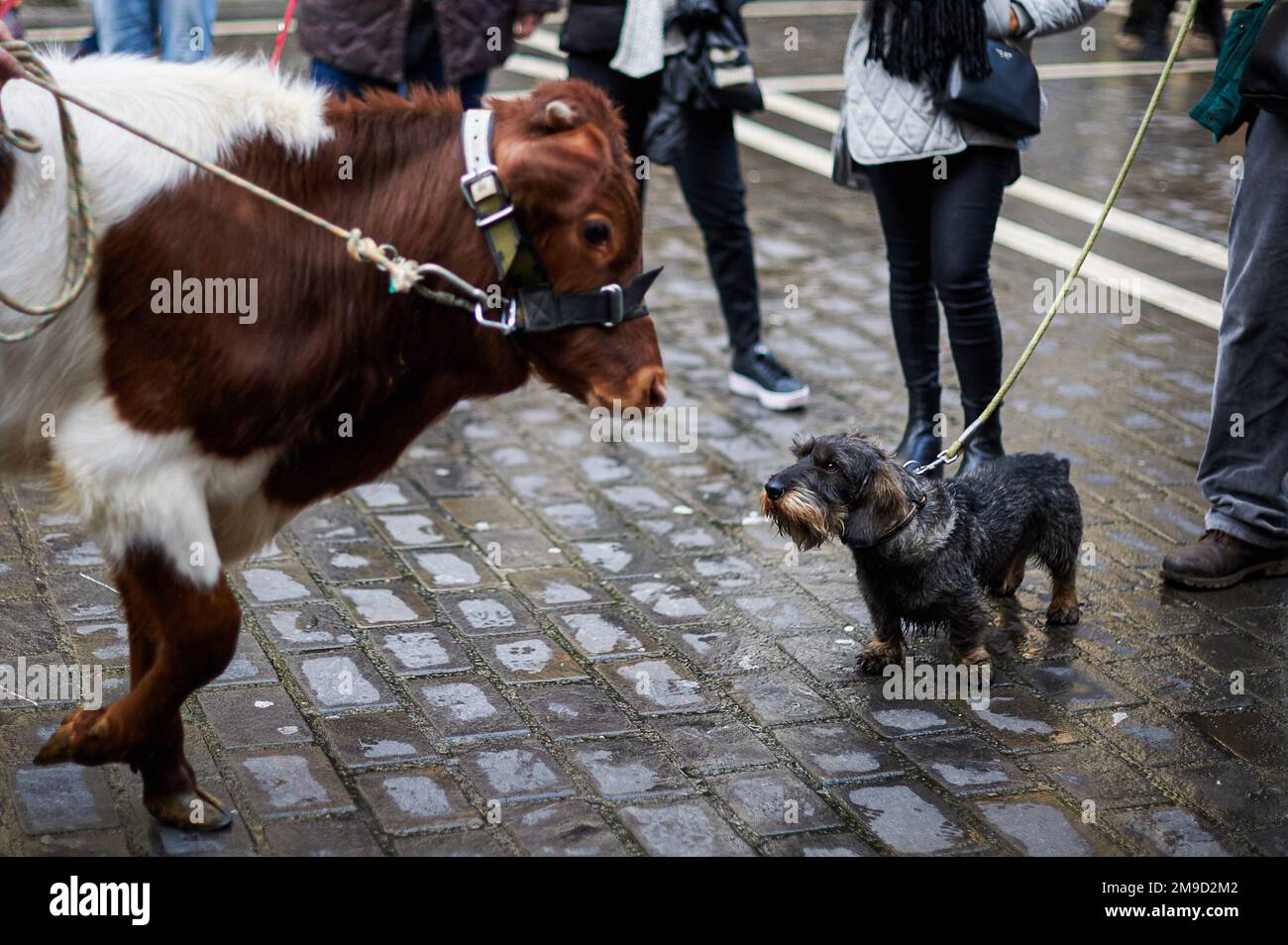 Saint anton abbot hi-res stock photography and images - Alamy