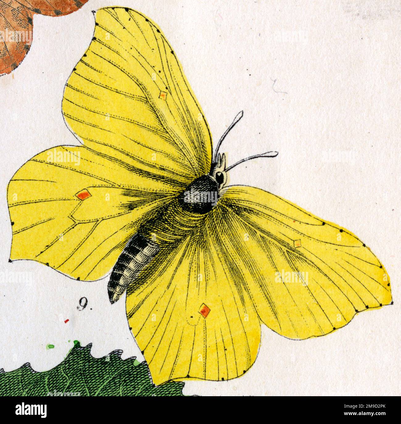 Butterfly historical hi-res stock photography and images - Alamy