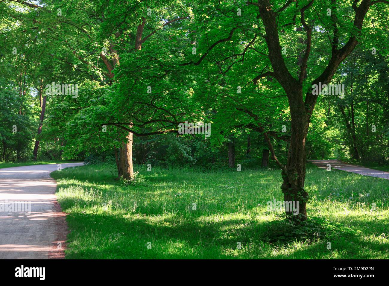 Spring park with walking path . Green trees and grass in public park ...