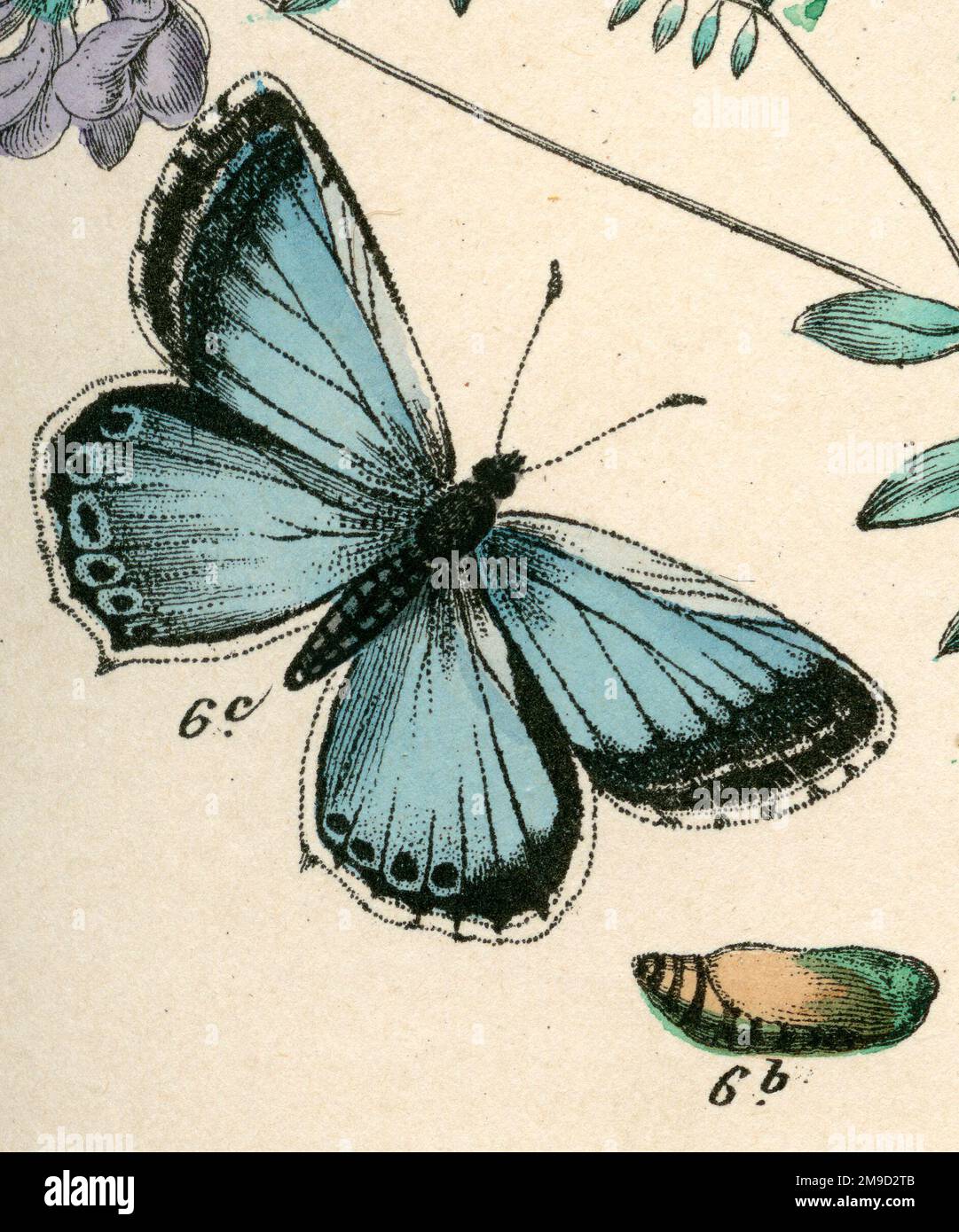 Chalkhill Blue Butterfly Stock Photo - Alamy