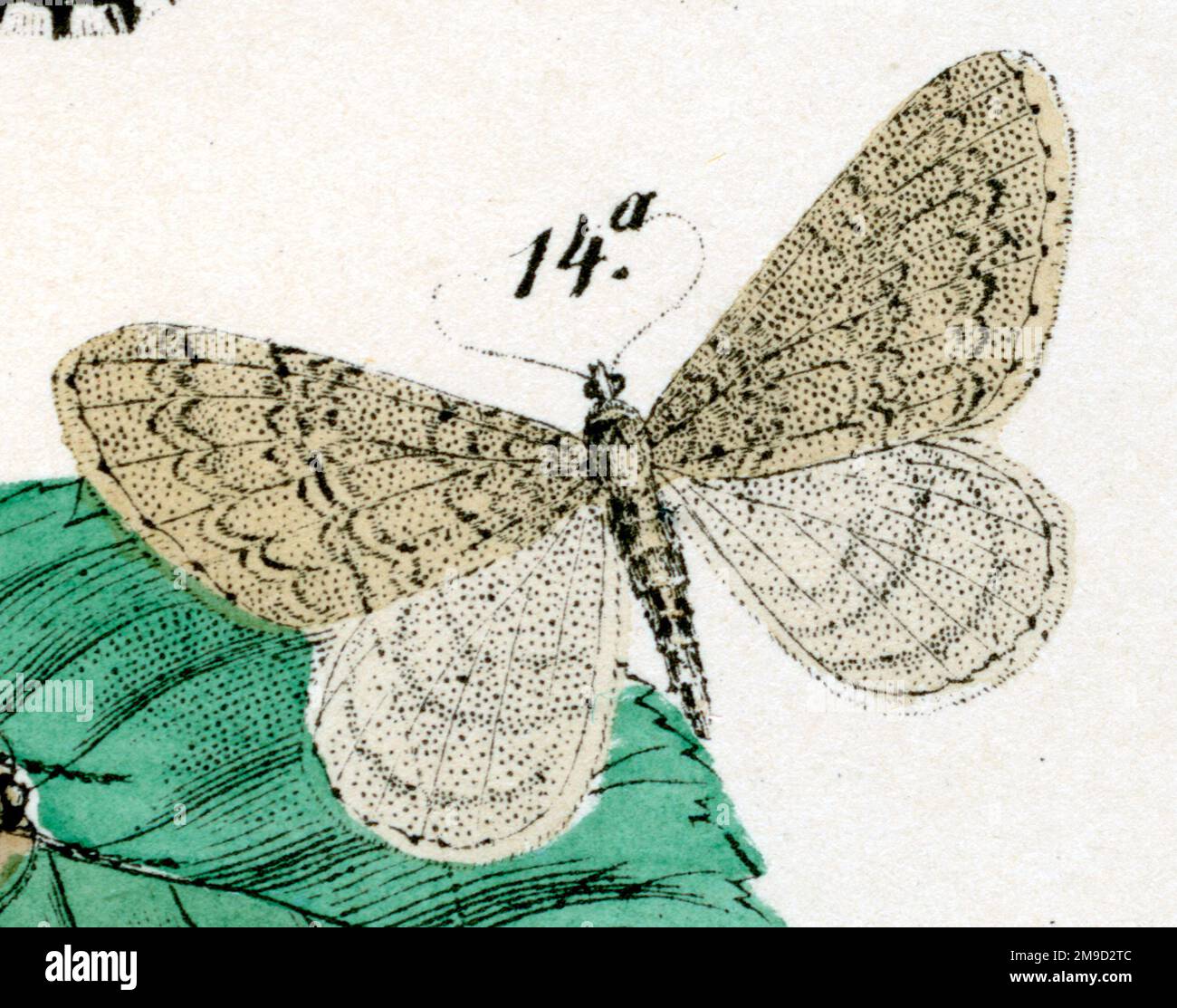 Moth moth moth hi-res stock photography and images - Alamy