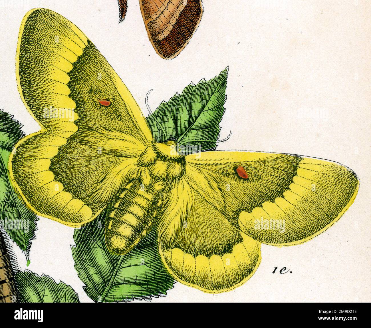 Oak Eggar Moth Stock Photo - Alamy