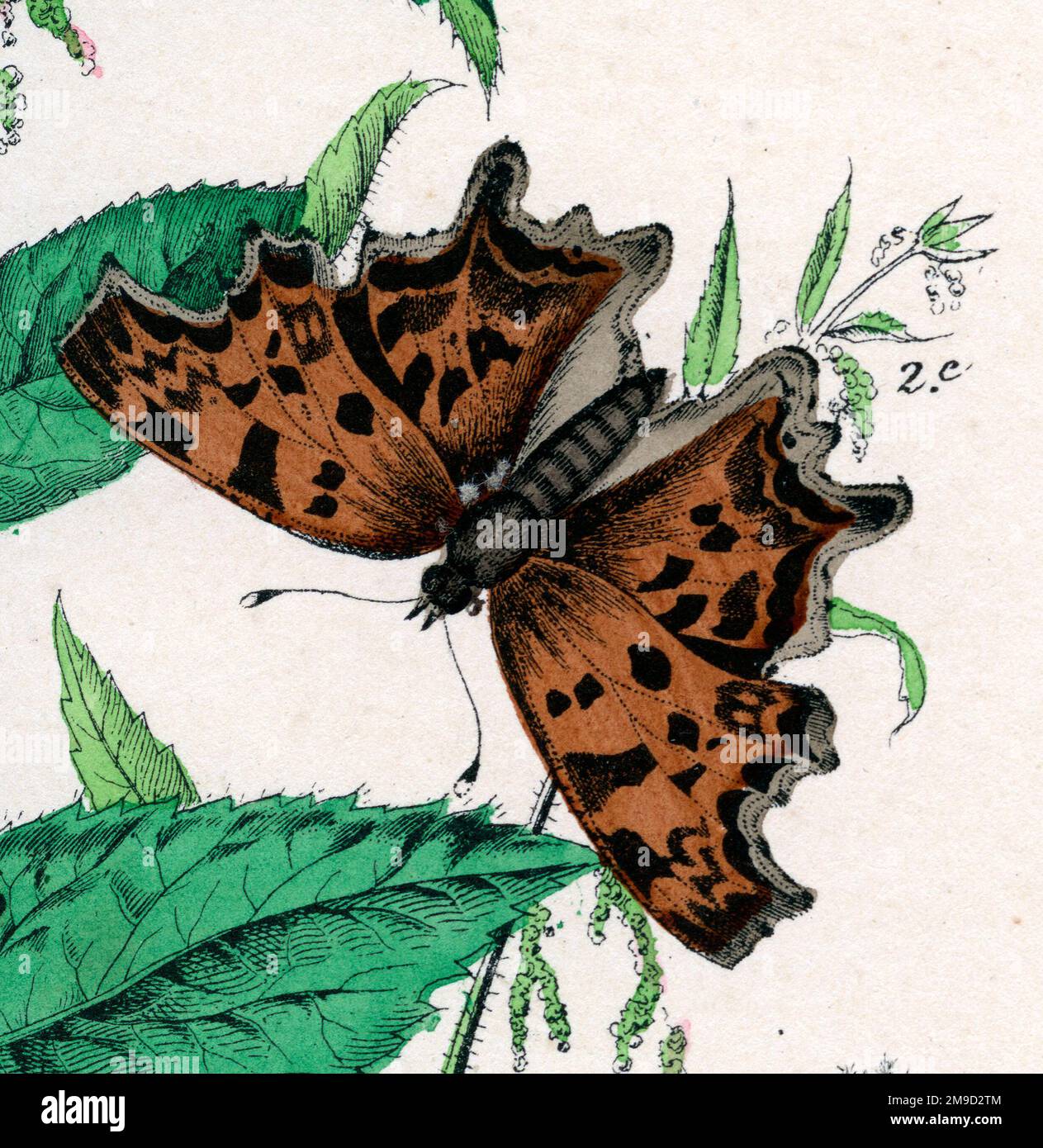 Butterfly history hi-res stock photography and images - Alamy