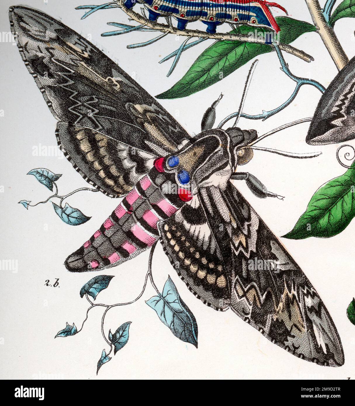 Convulvulus hi-res stock photography and images - Alamy