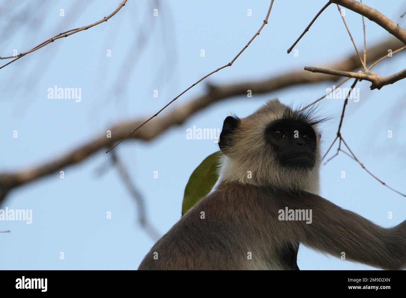 Monkeys and Grey Languor's in the forest. Sri Lanka Stock Photo - Alamy