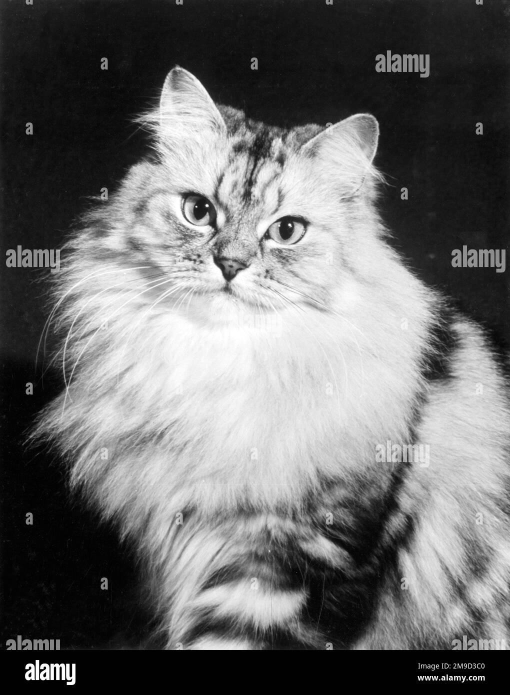 Long-haired cat named Belle Stock Photo - Alamy Long-haired cat named Belle Stock Photo - Alamy