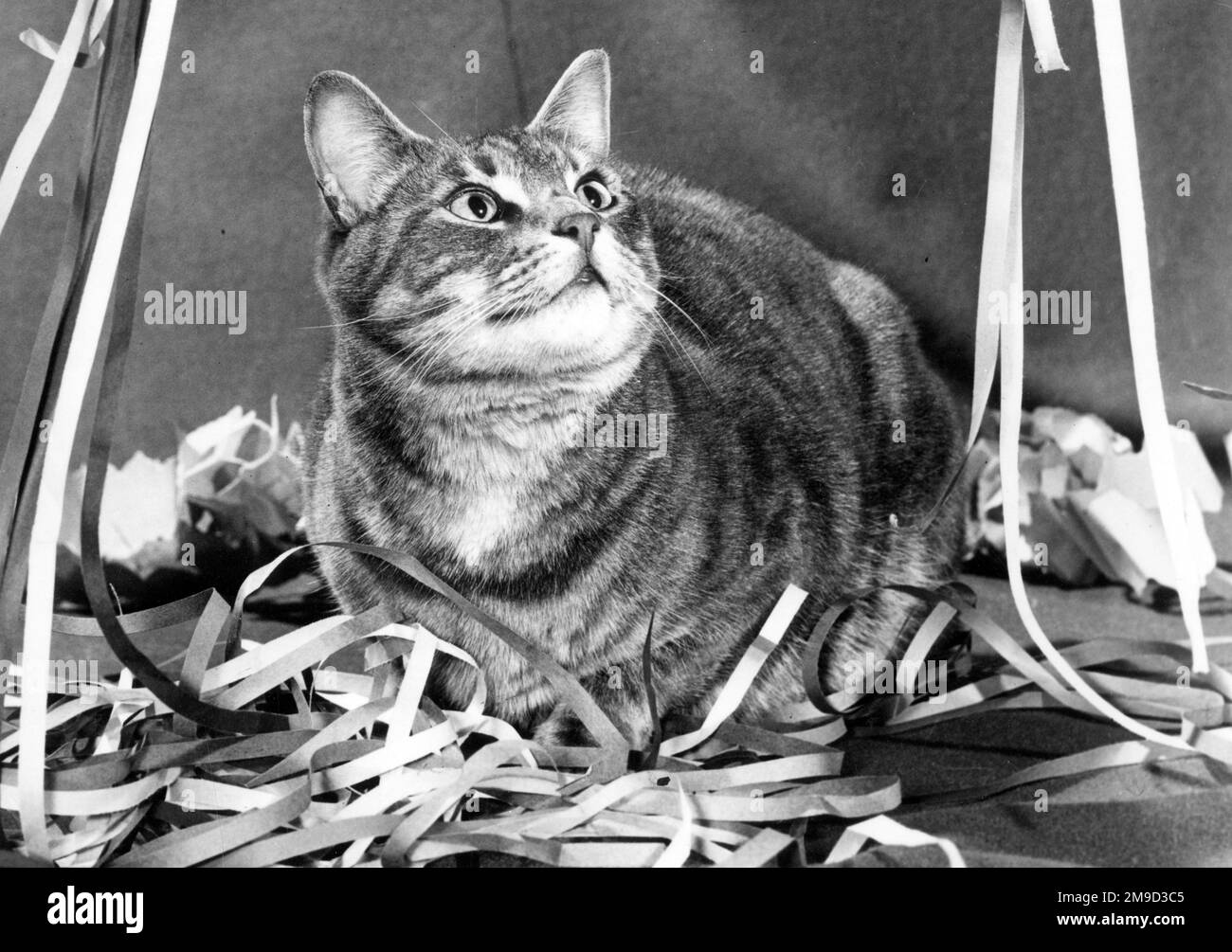 Tabby cat with streamers Stock Photo - Alamy