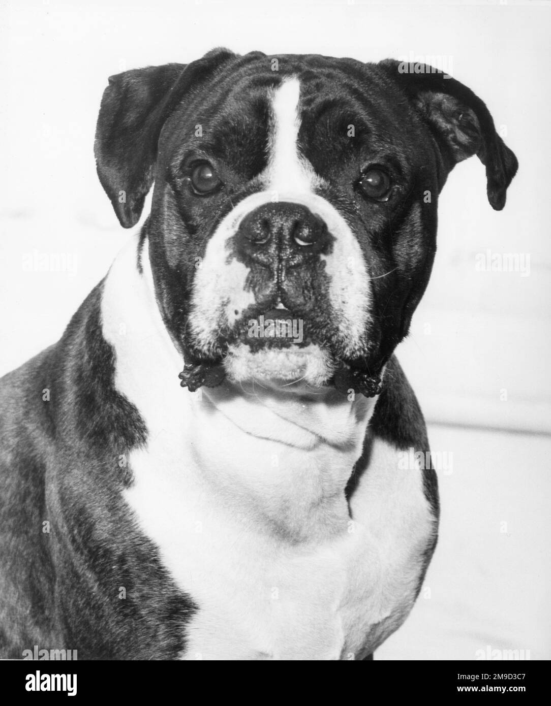 Boxer face to face Black and White Stock Photos & Images - Alamy