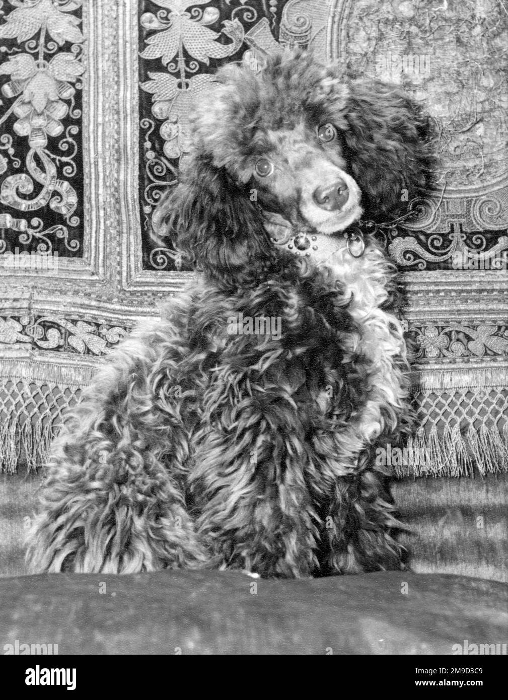 Coat portrait Black and White Stock Photos & Images - Alamy