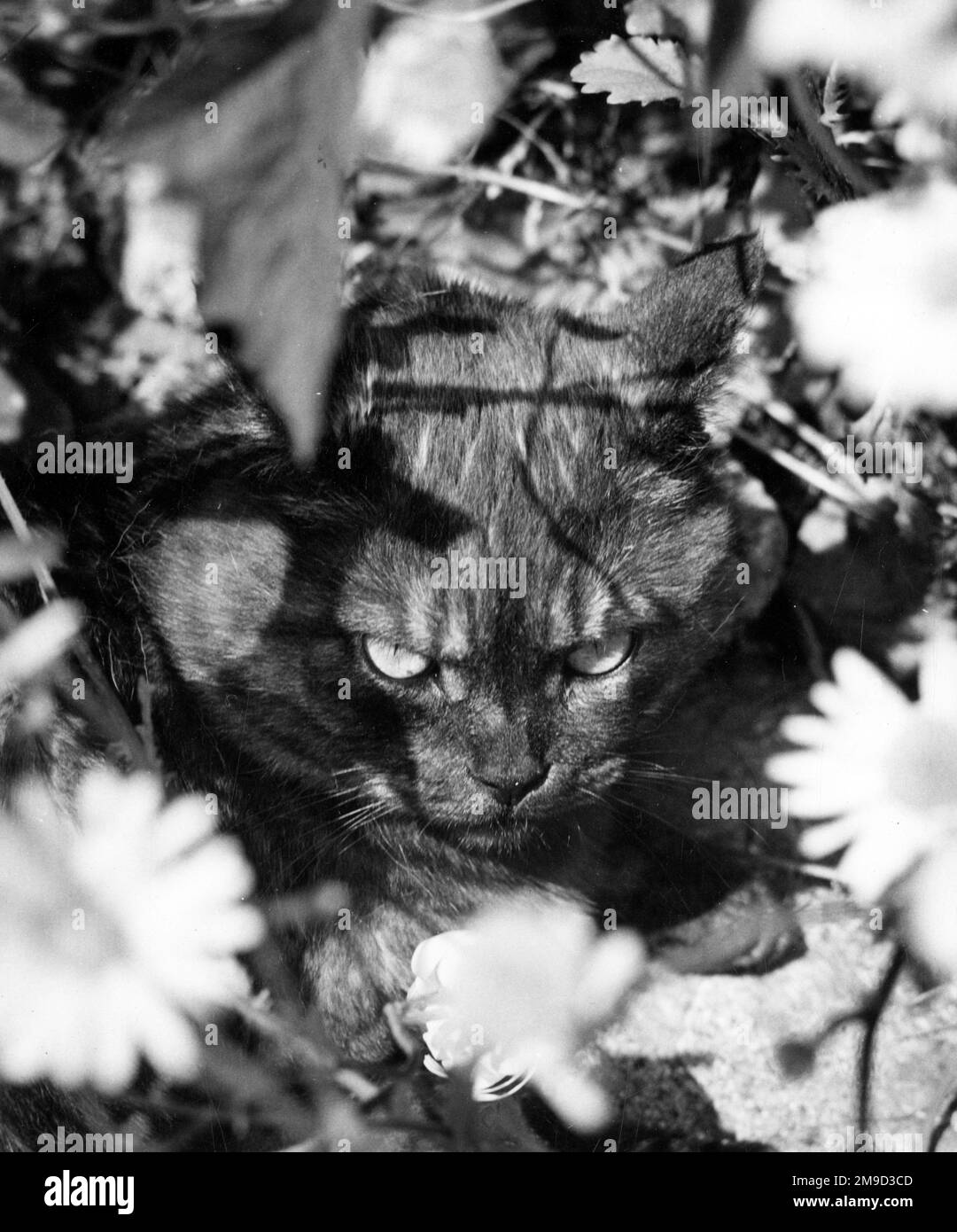 Cat with flowers Black and White Stock Photos & Images - Alamy
