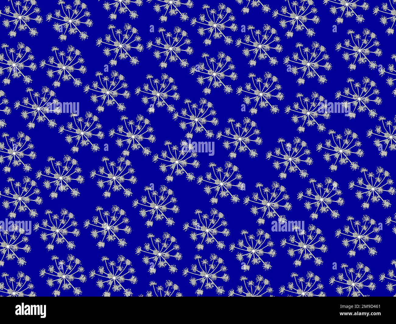 Cow Parsley pattern Stock Photo - Alamy