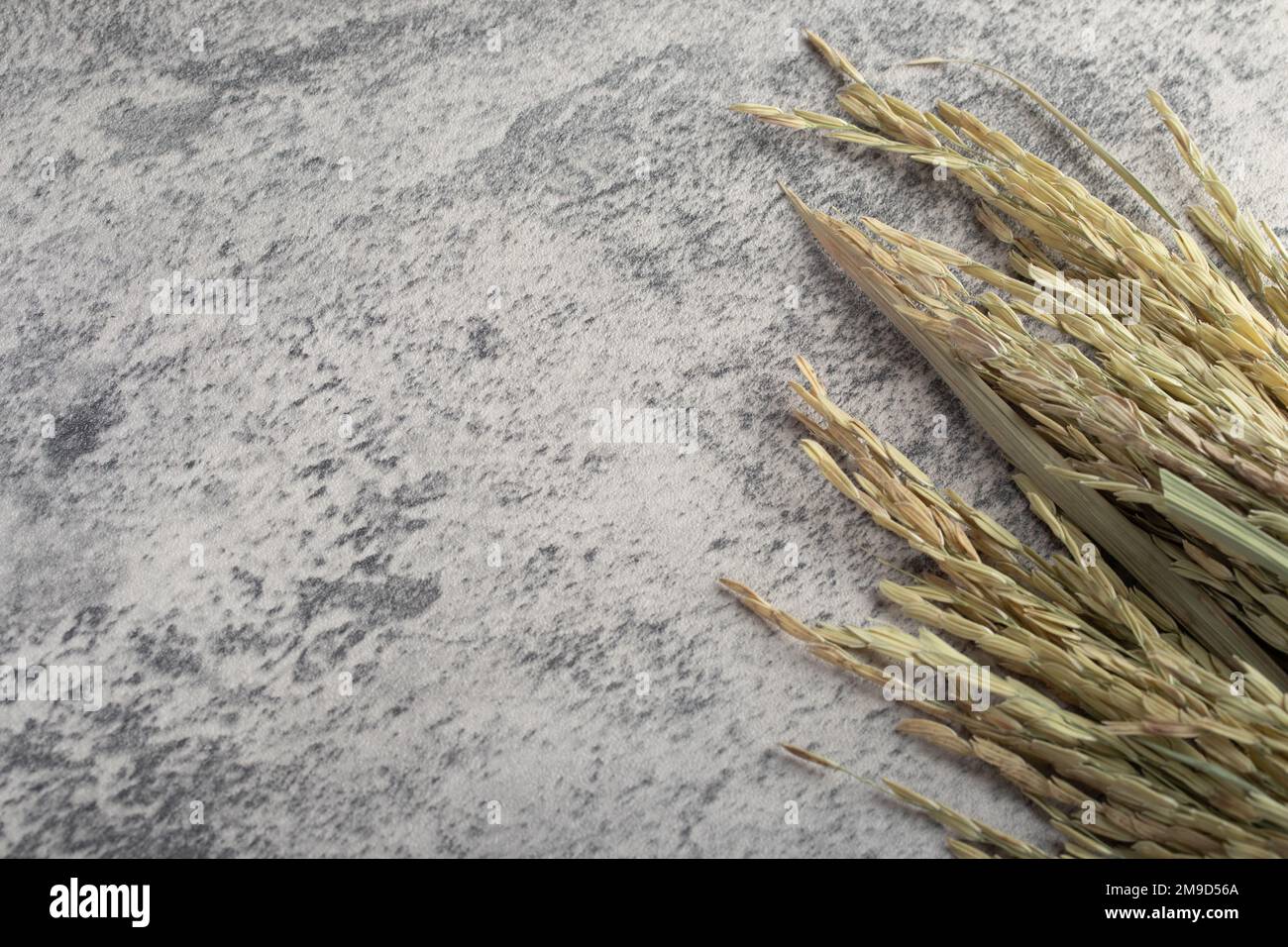 Dried paddy rice on a gray background.Copy space Stock Photo - Alamy