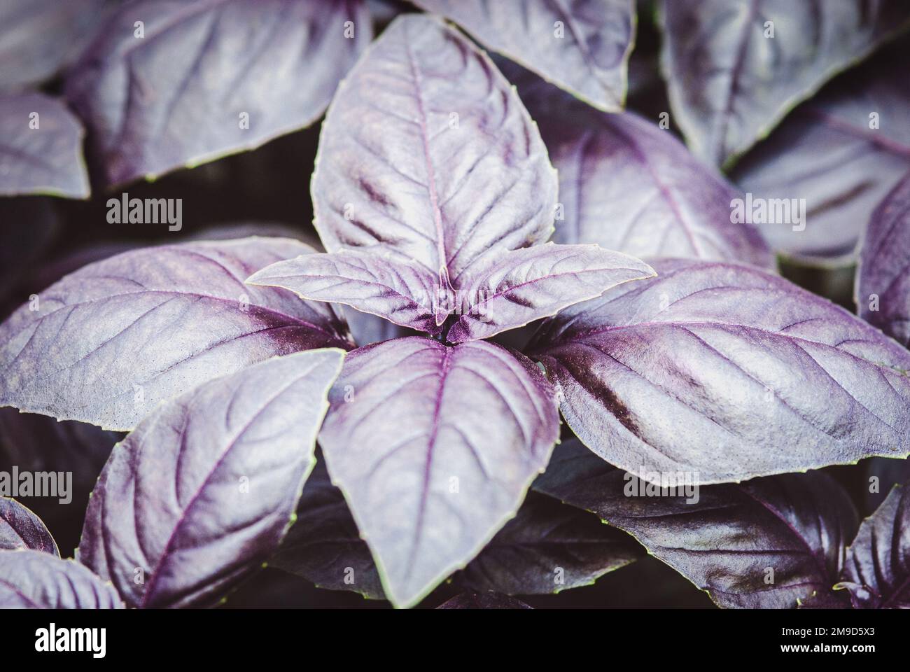 Purple basil grown in vegetable garden at organic homestead, dark opal ...