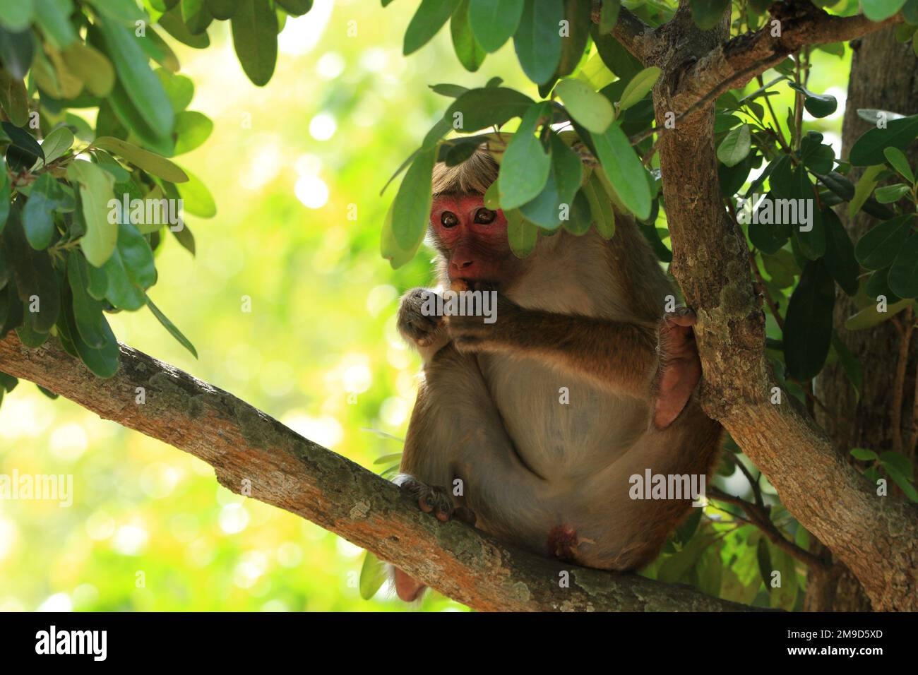 Monkeys and Grey Languor's in the forest. Sri Lanka Stock Photo - Alamy