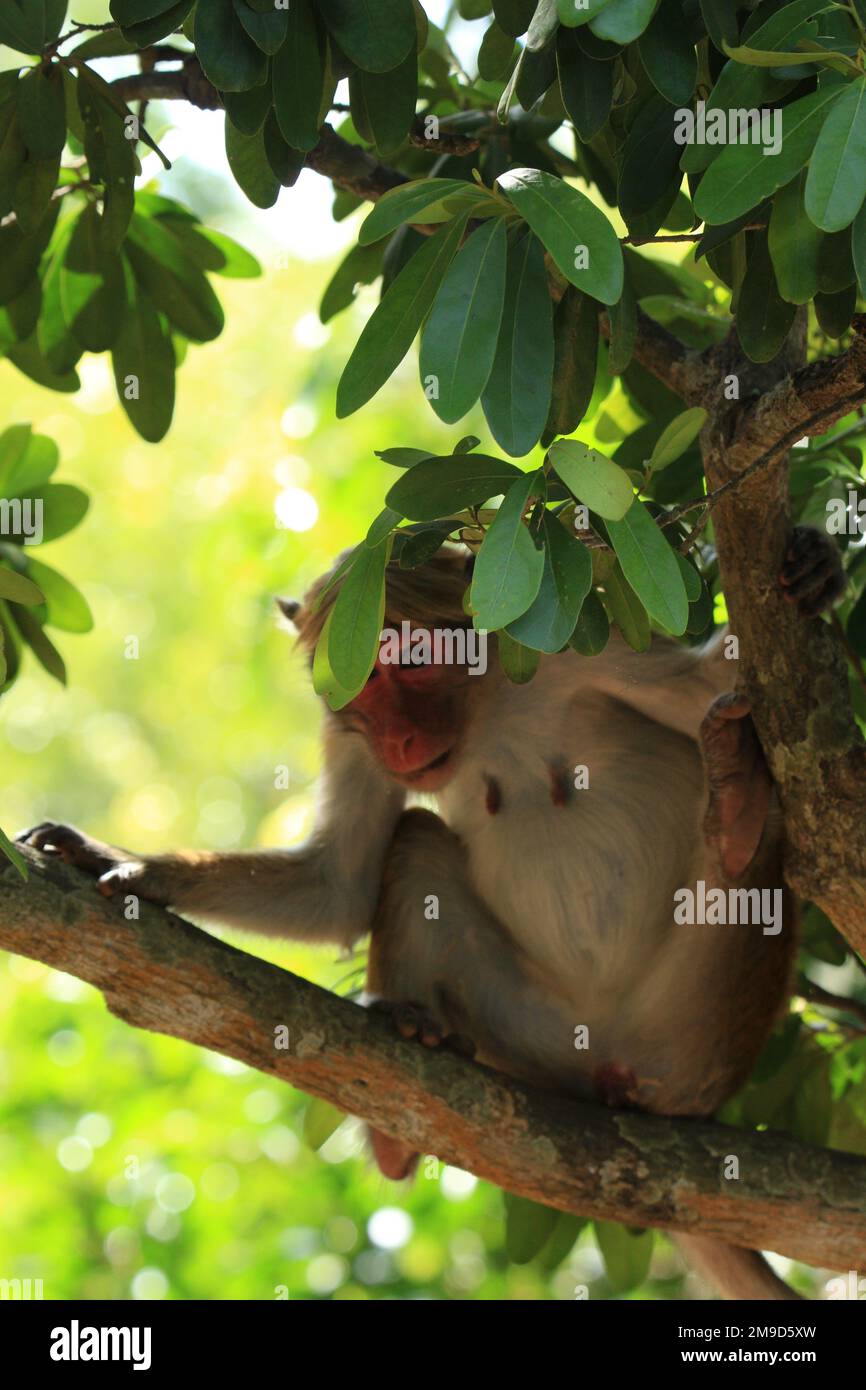 Monkeys and Grey Languor's in the forest. Sri Lanka Stock Photo - Alamy