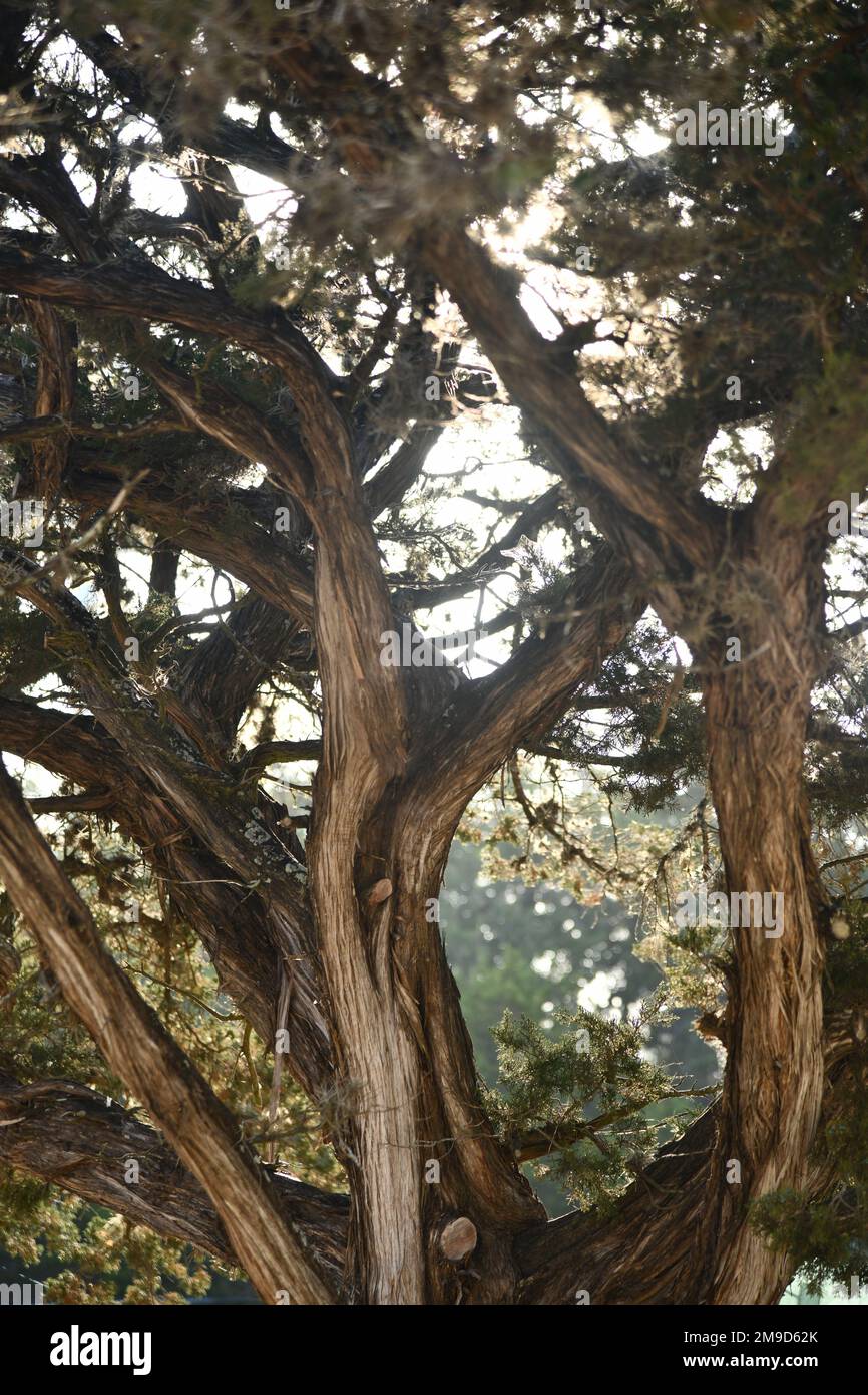 Mature Juniper tree. The bark is used by the Golden Cheek Warbler to ...