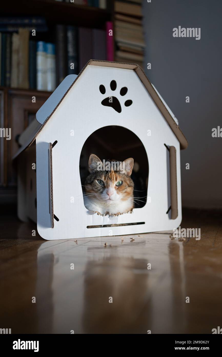Cat sitting in cardboard box house. Zero waste for animals. Eco ...