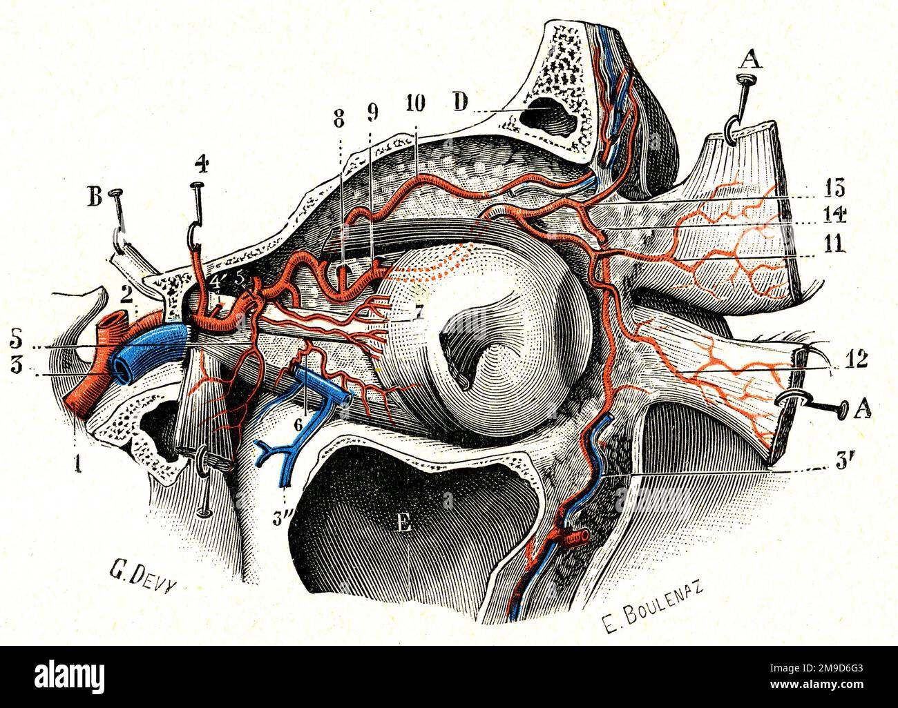 Eye blood vessels, illustration Stock Photo - Alamy