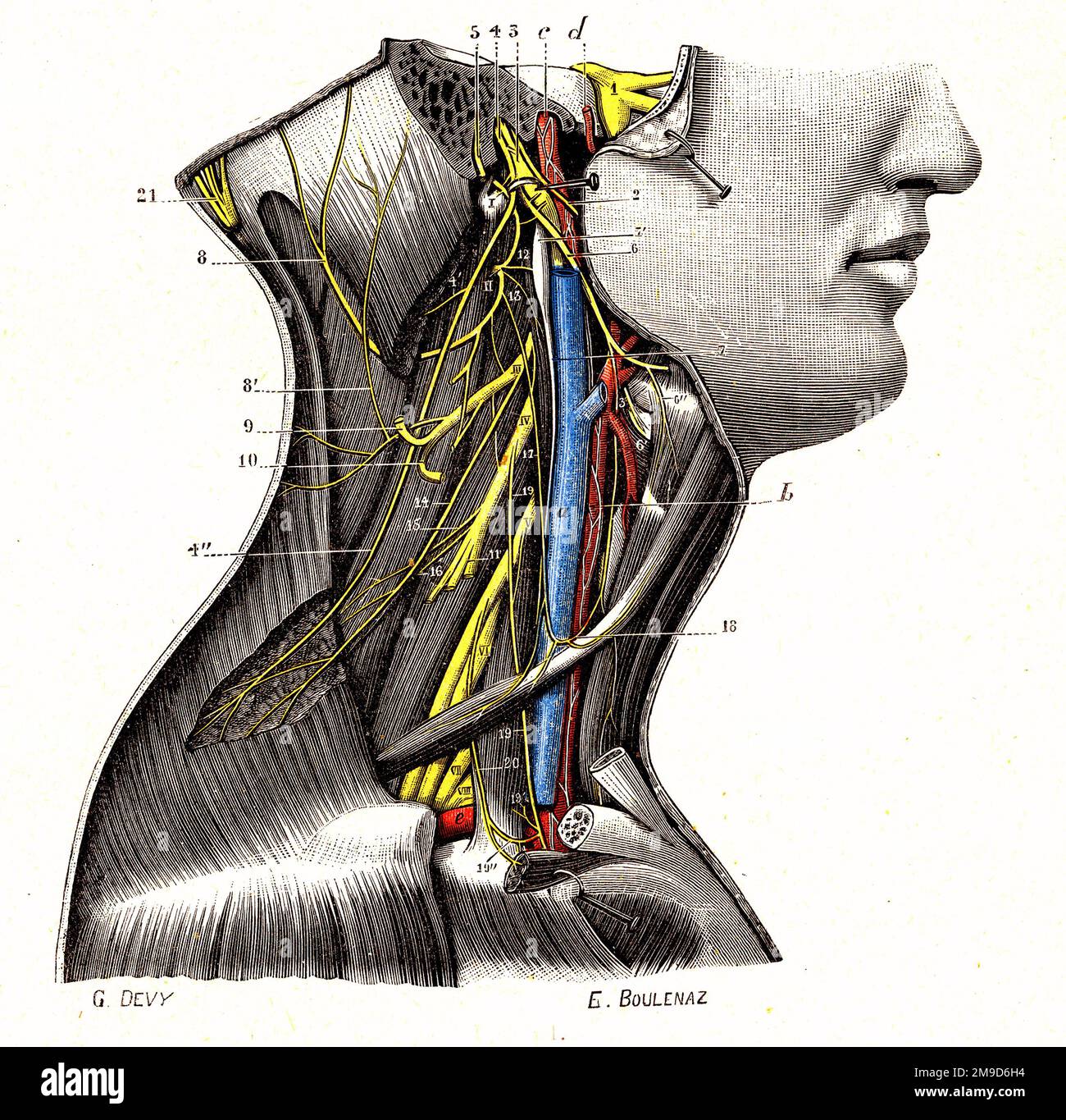 Deep cervical plexus, illustration Stock Photo - Alamy