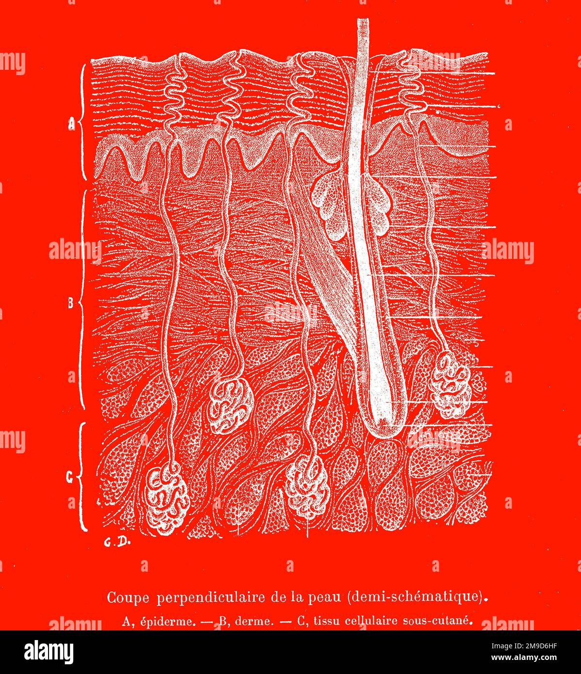 Skin anatomy, illustration Stock Photo - Alamy
