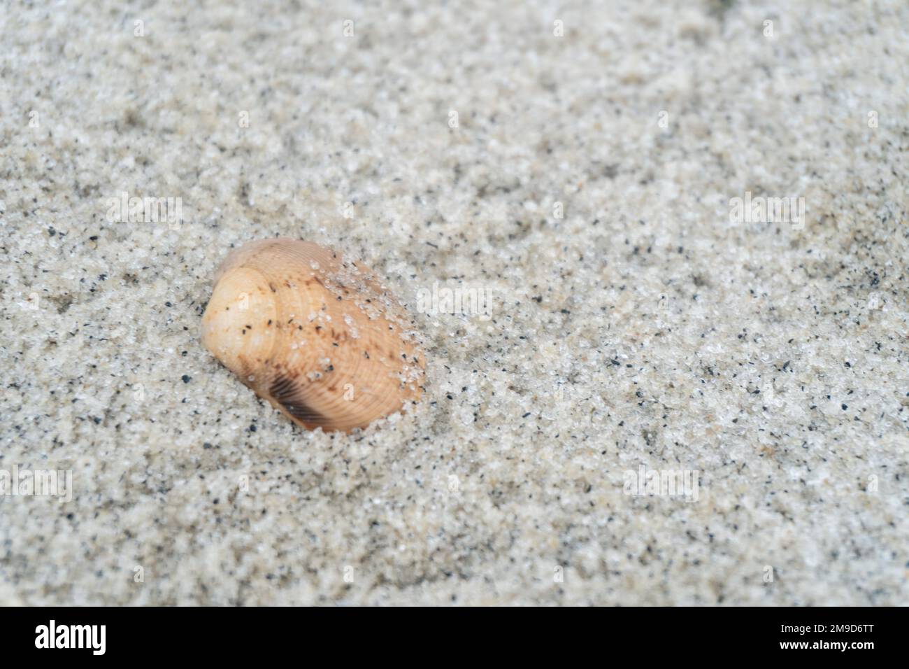 oyster shells on the seafront white sandy beach in the middle of nature ...