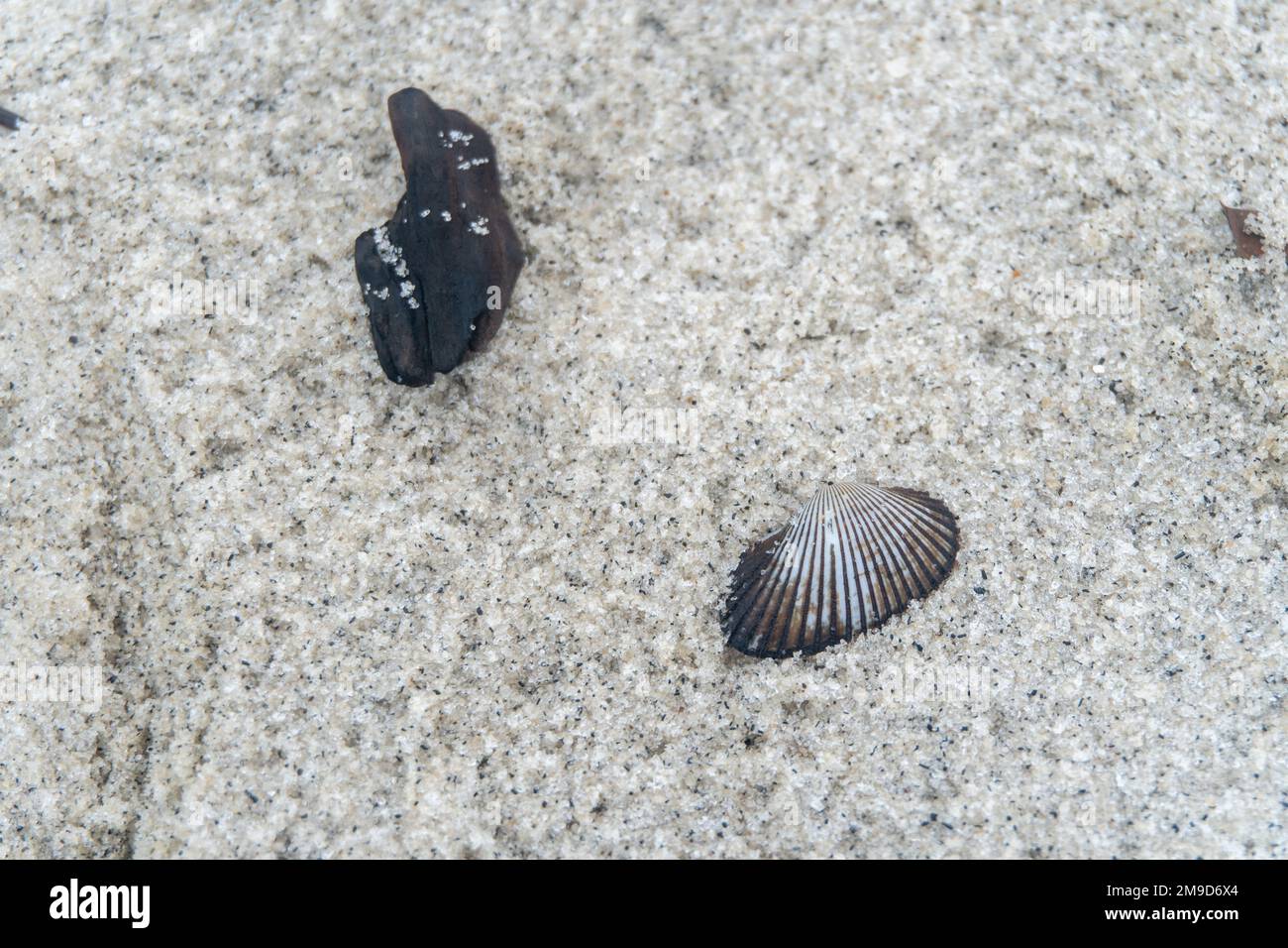 oyster shells on the seafront white sandy beach in the middle of nature ...