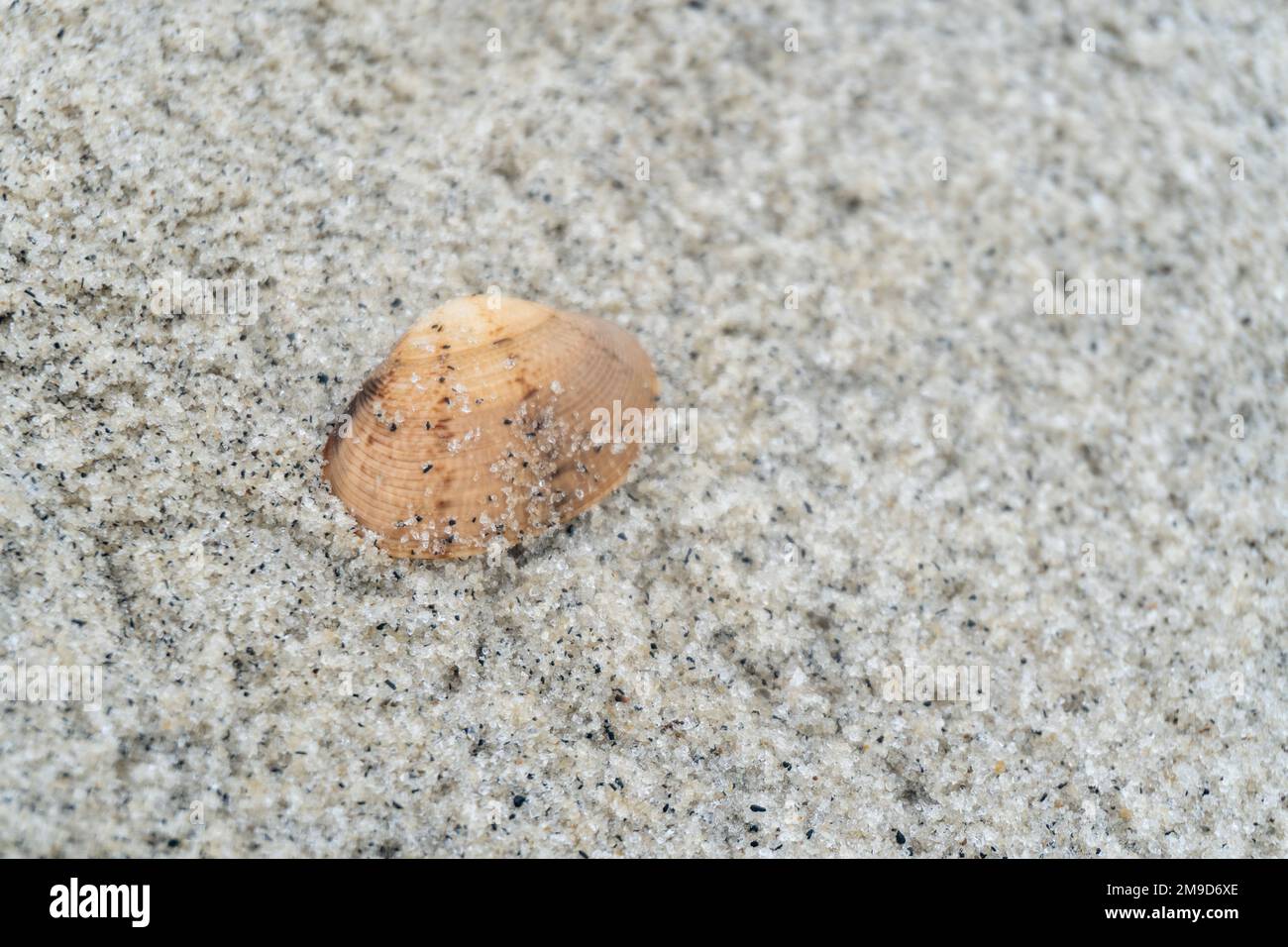 oyster shells on the seafront white sandy beach in the middle of nature ...