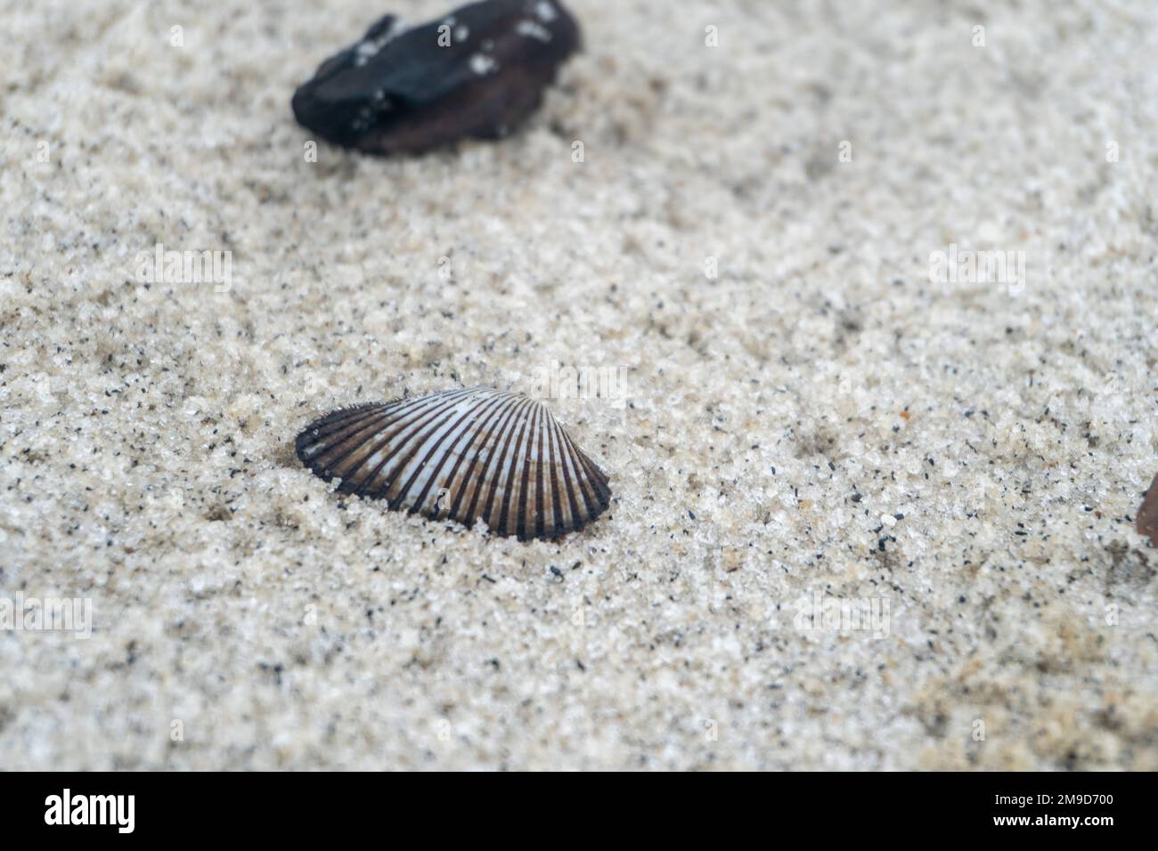 oyster shells on the seafront white sandy beach in the middle of nature ...