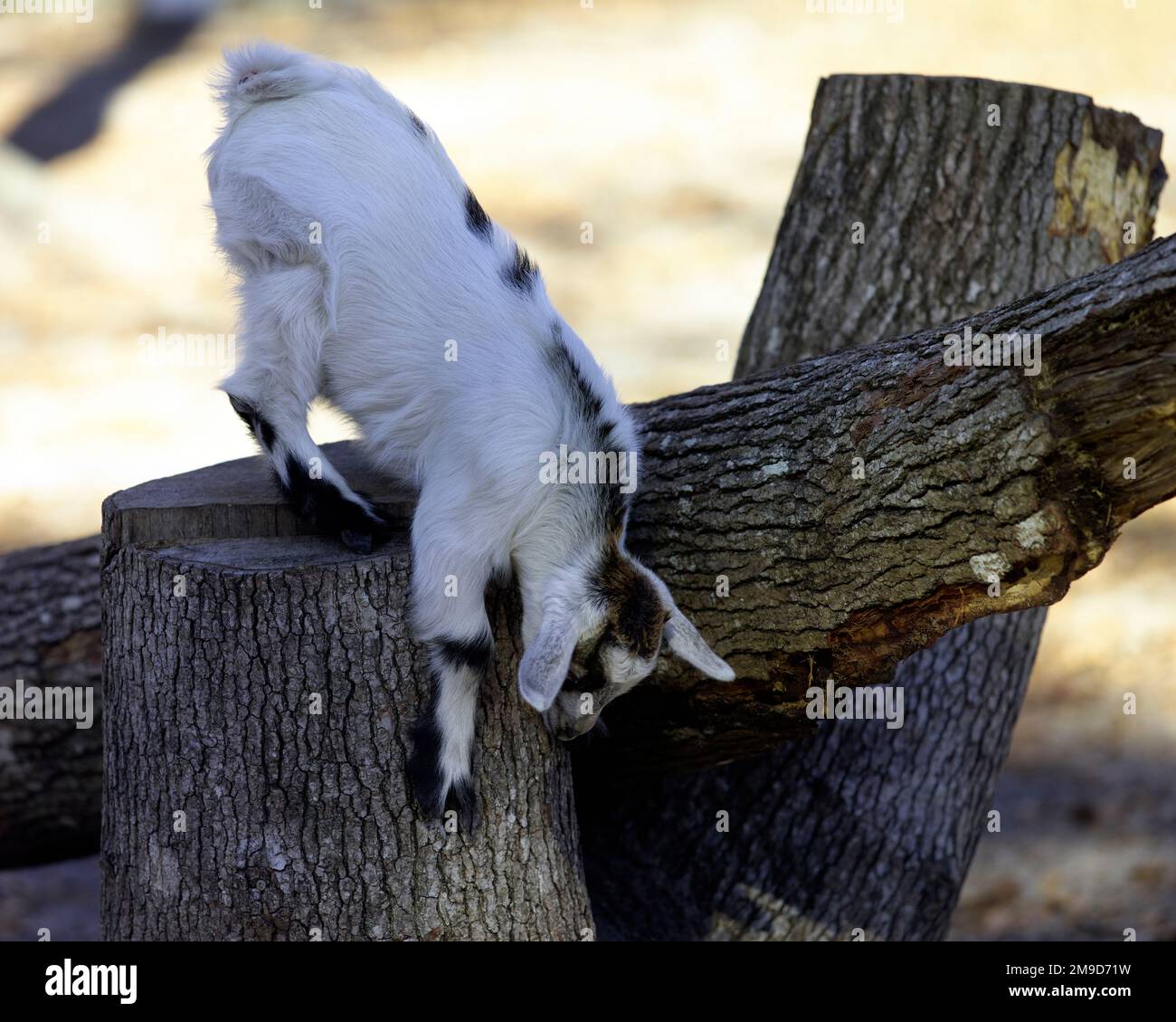 A small goat playing on a tree stump on a farm Stock Photo - Alamy