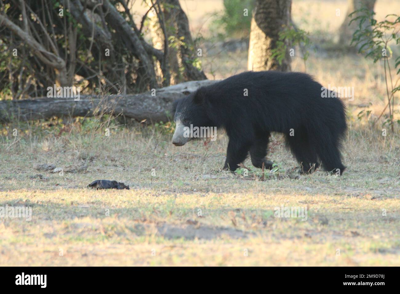 Sri Lankan Sloth Bear in the Wild, Visit Sri Lanka Stock Photo - Alamy
