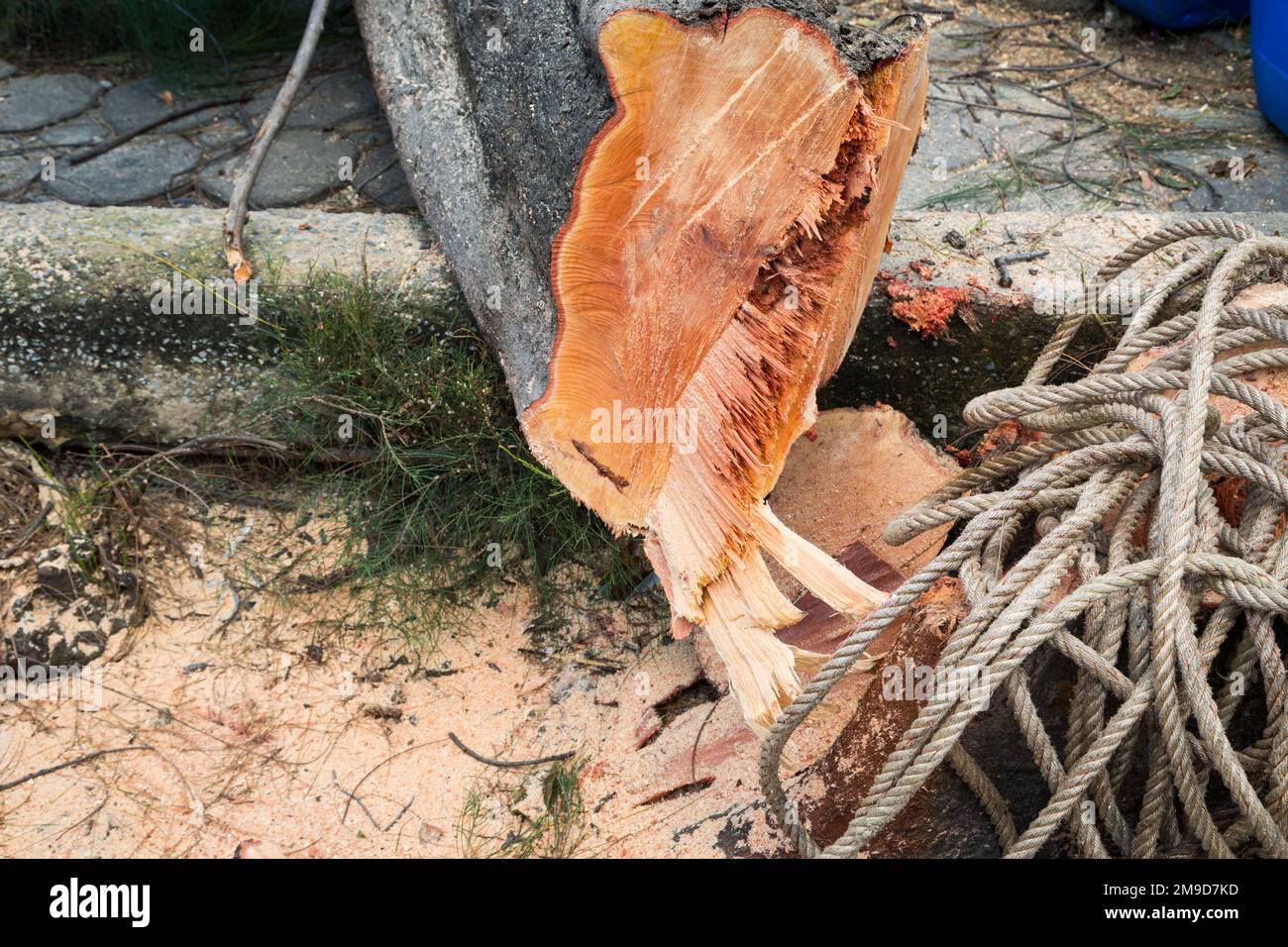 Cut down pine tree nature background Stock Photo - Alamy