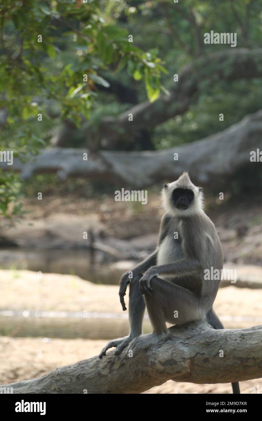 Monkeys and Grey Languor's in the forest. Sri Lanka Stock Photo - Alamy