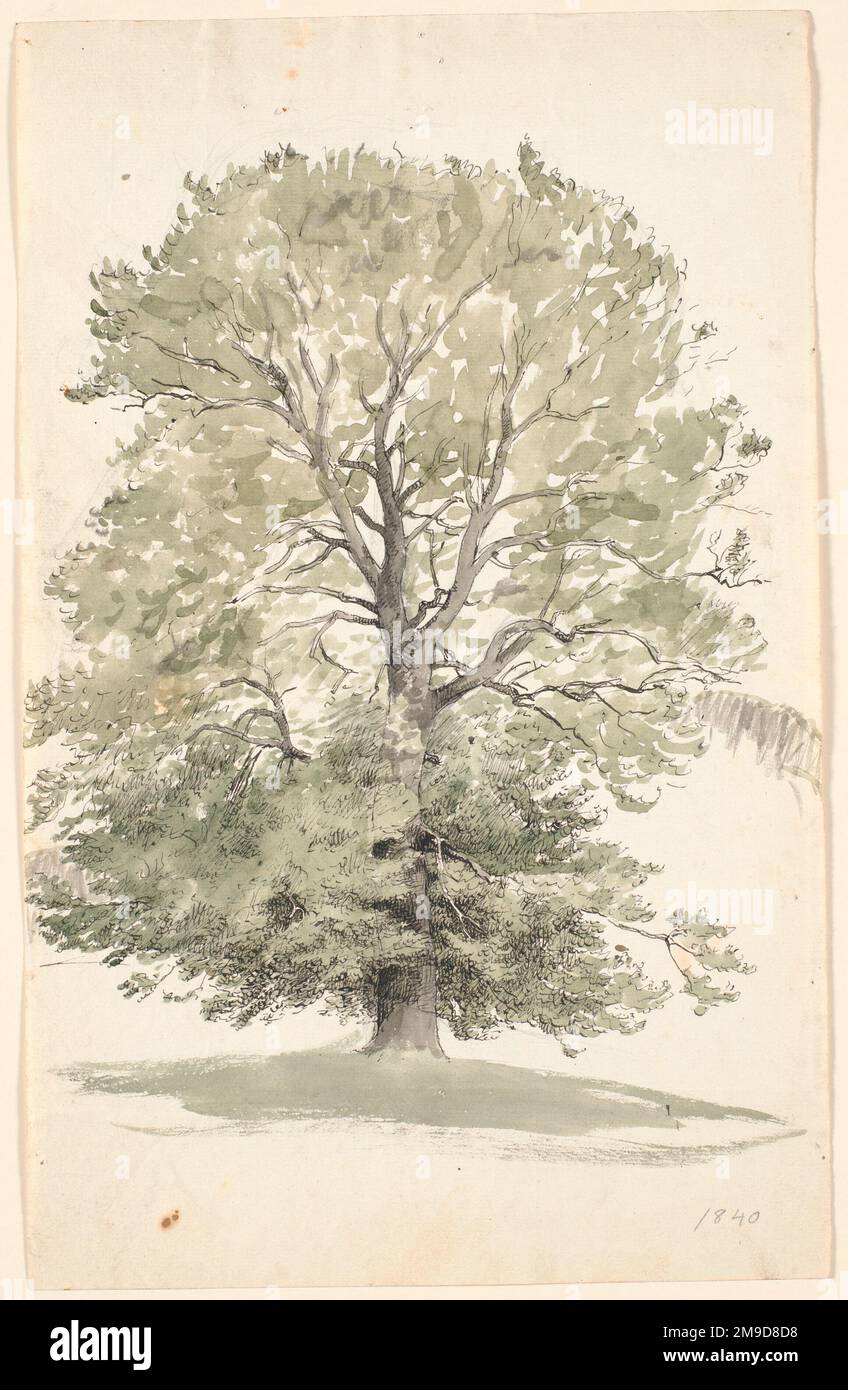 Beech tree drawing hi-res stock photography and images - Alamy