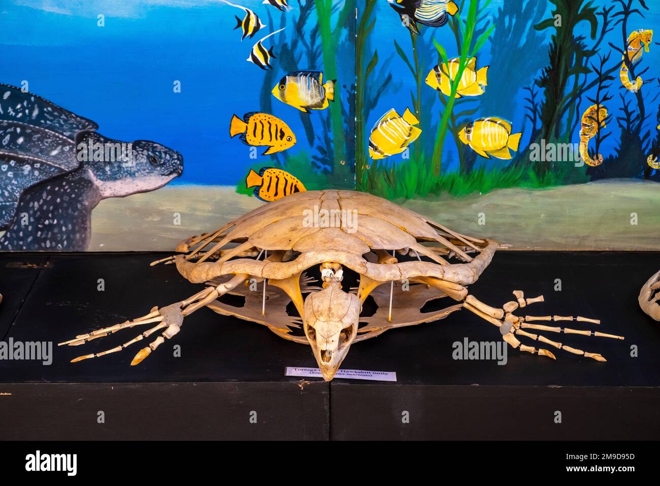 Hawksbill turtle skeleton on display at the Museo de la Ballena, La Paz ...