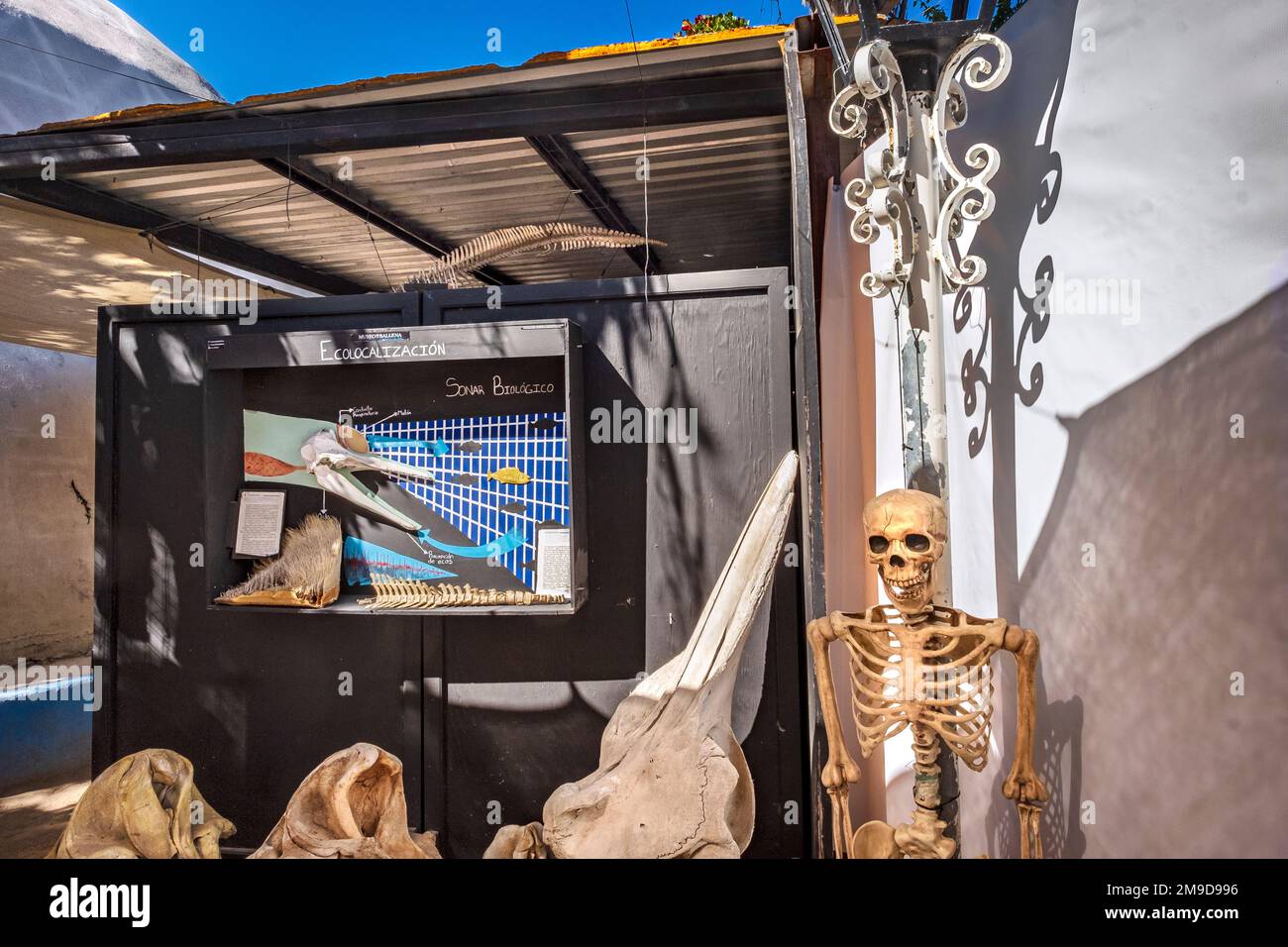 A human and dolphin skeleton on display at the Museo de la Ballena, La ...