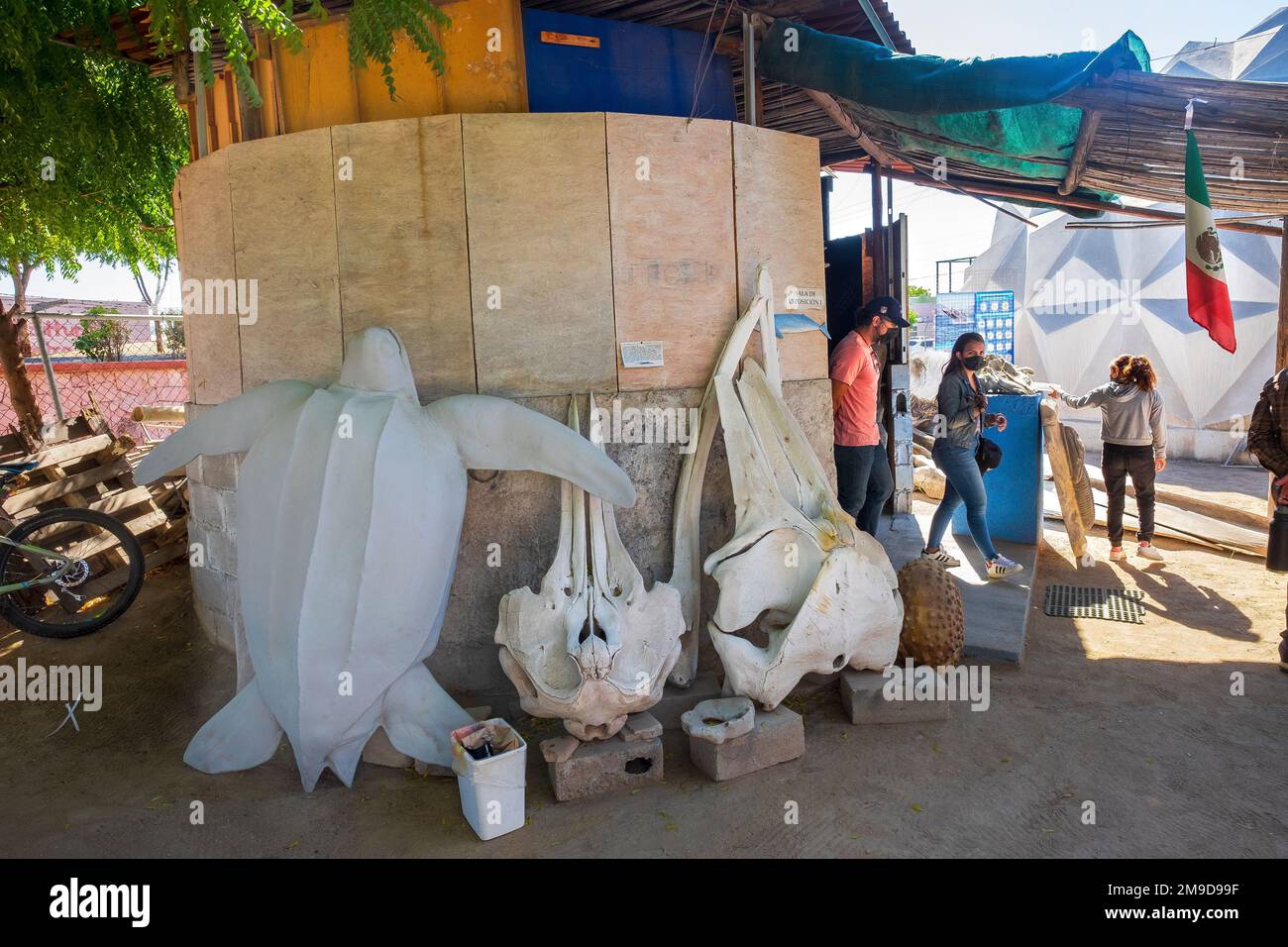 Casts of sea turtle and whale bones on display at the Museo de la ...
