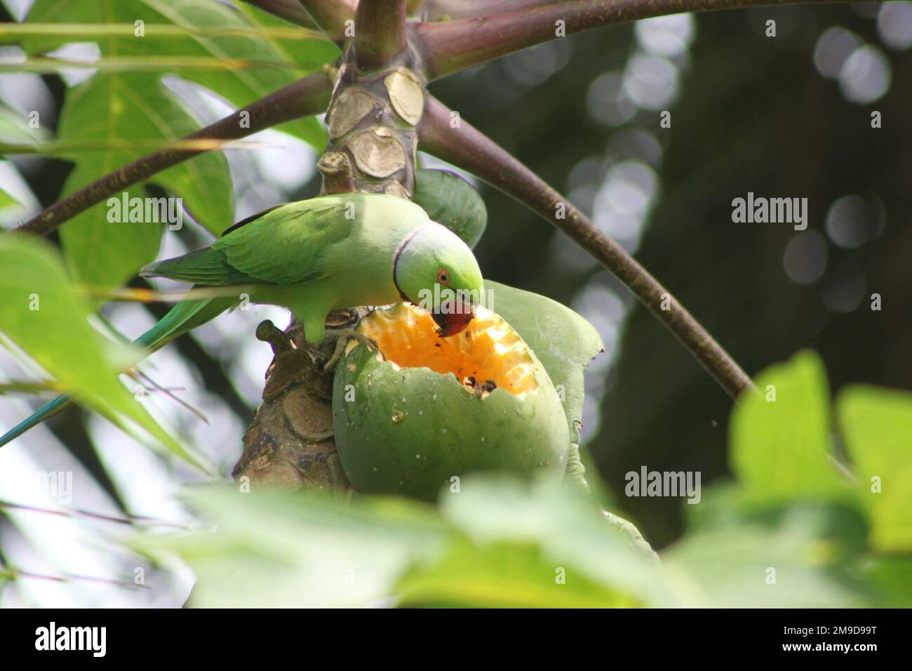 Ceylon bird hi-res stock photography and images - Alamy