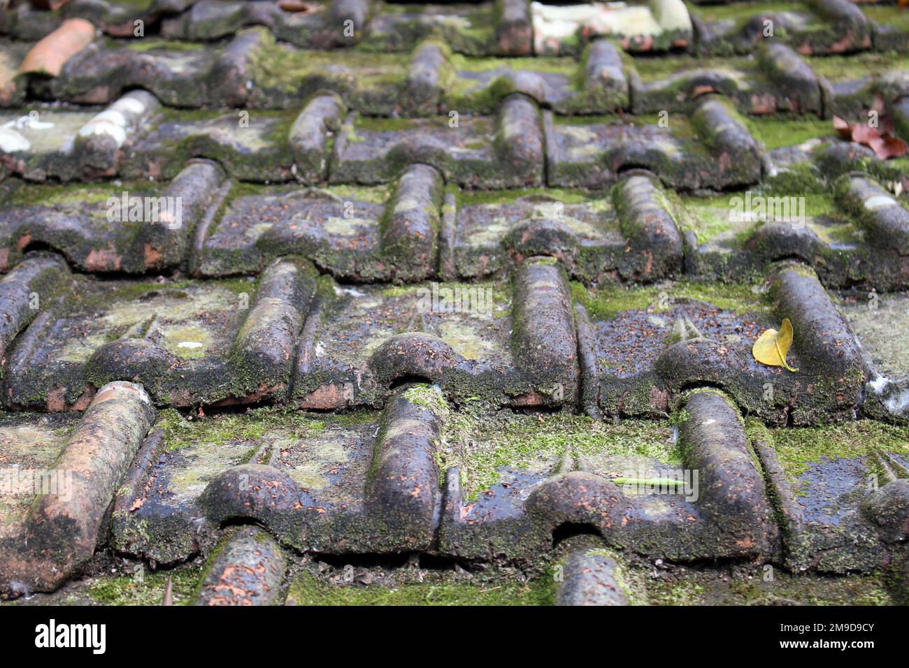 Clay roof with moss of Sendangsono shrine in Java. Taken in July 2022 ...