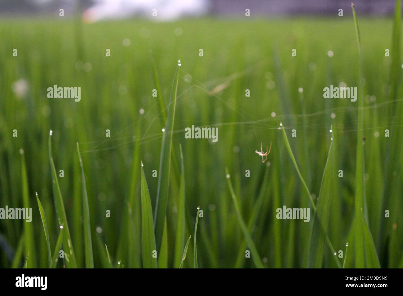 Spider in java hi-res stock photography and images - Alamy