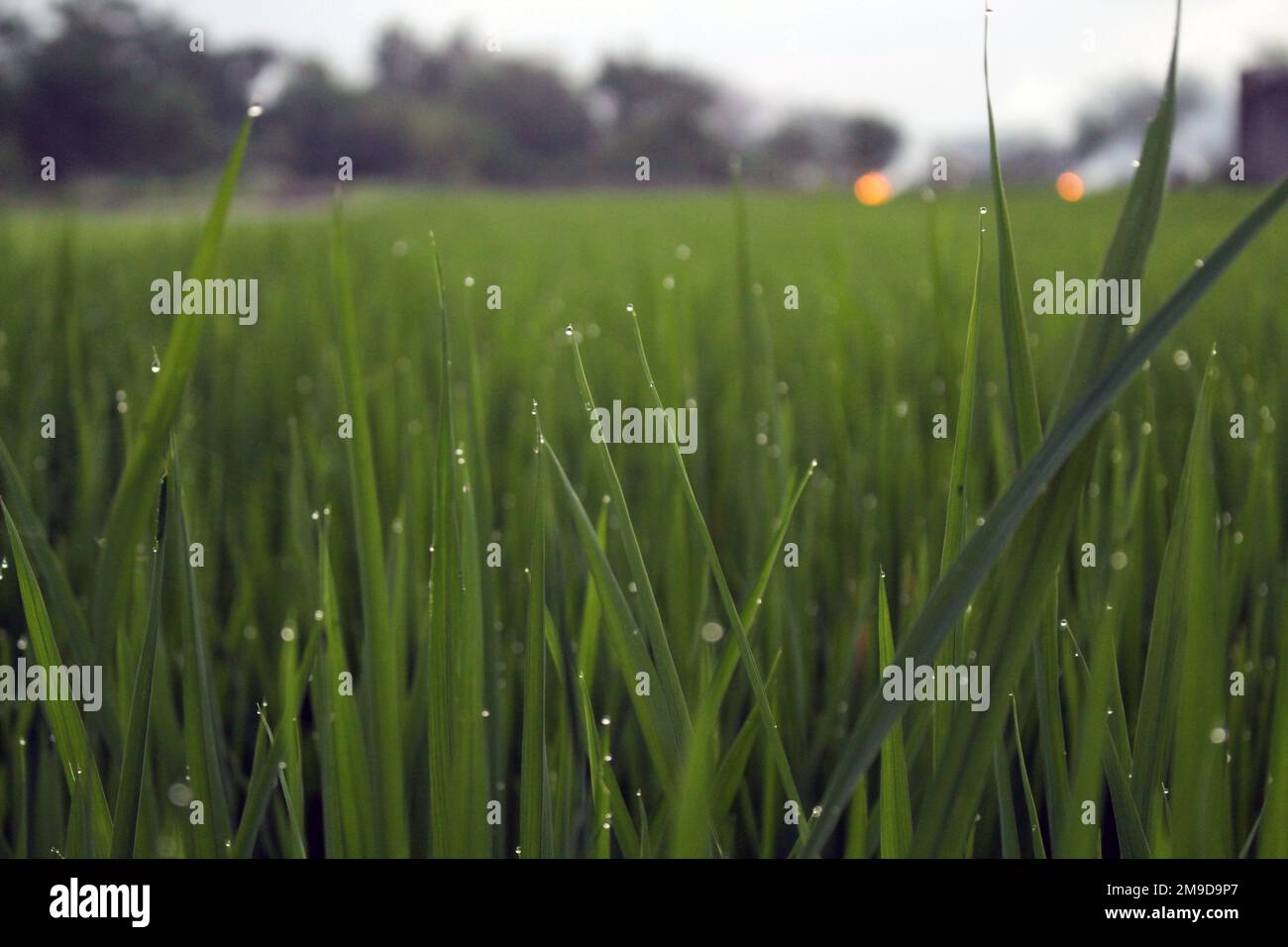 Paddyfield full of rice grains in Java Indonesia Stock Photo - Alamy