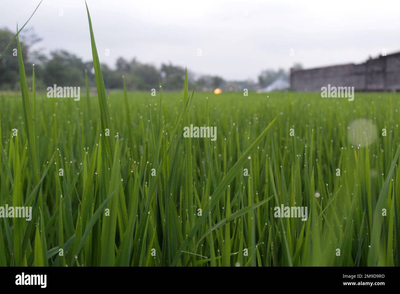 Rice field dew sunset hi-res stock photography and images - Alamy